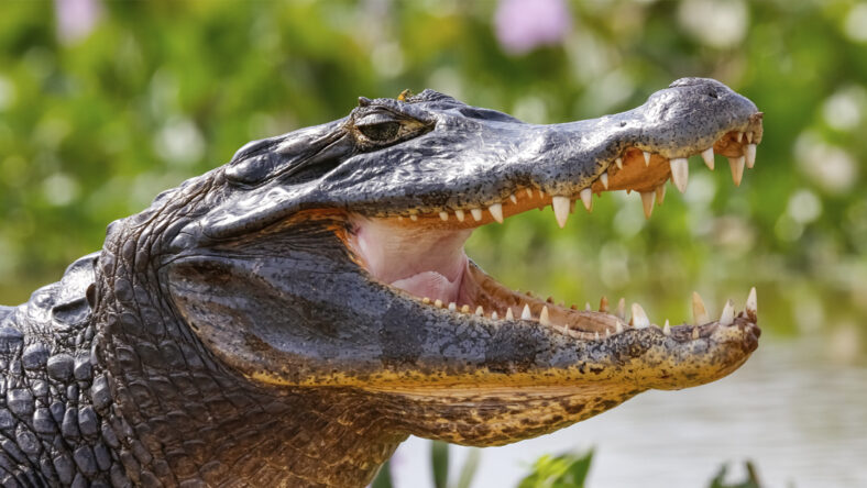 This Past June, Twelve-Year-Old Charlie Buhl Survived A Crocodile ...