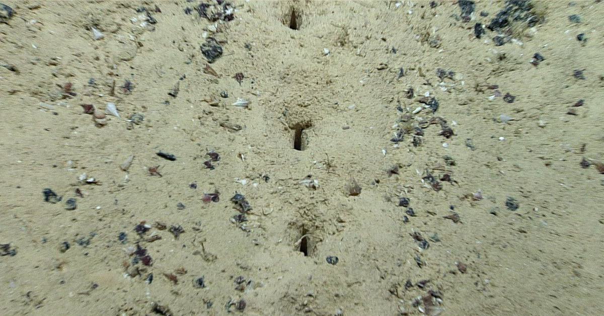 Strange Holes Discovered On The Atlantic Ocean Floor Have Perplexed ...