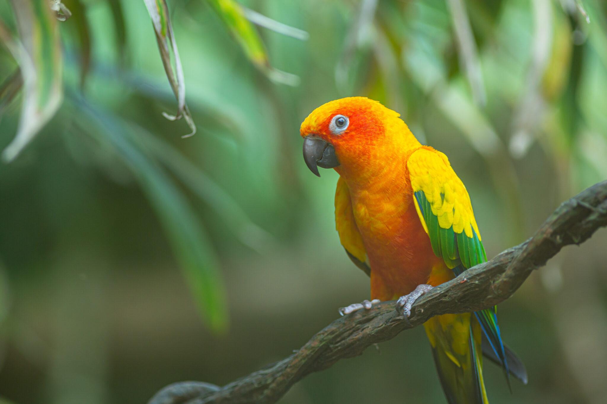 The Carolina Parakeet Was The Only Parrot Native To America, But They ...