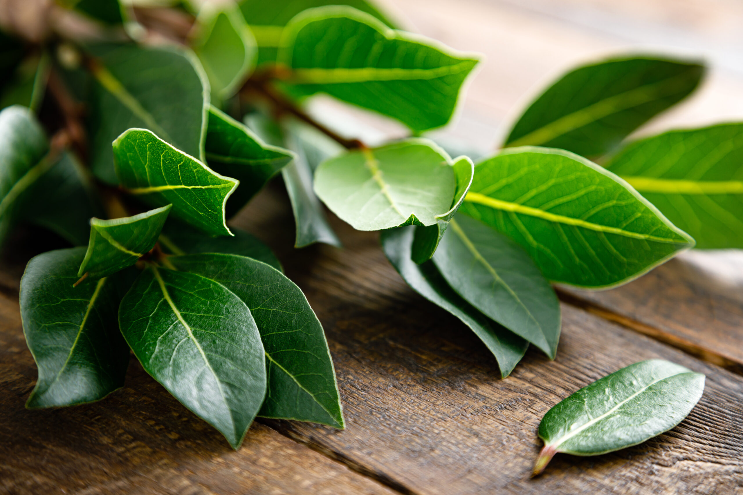 Here’s How To Plant And Care For Bay Laurel, The Aromatic Staple In ...