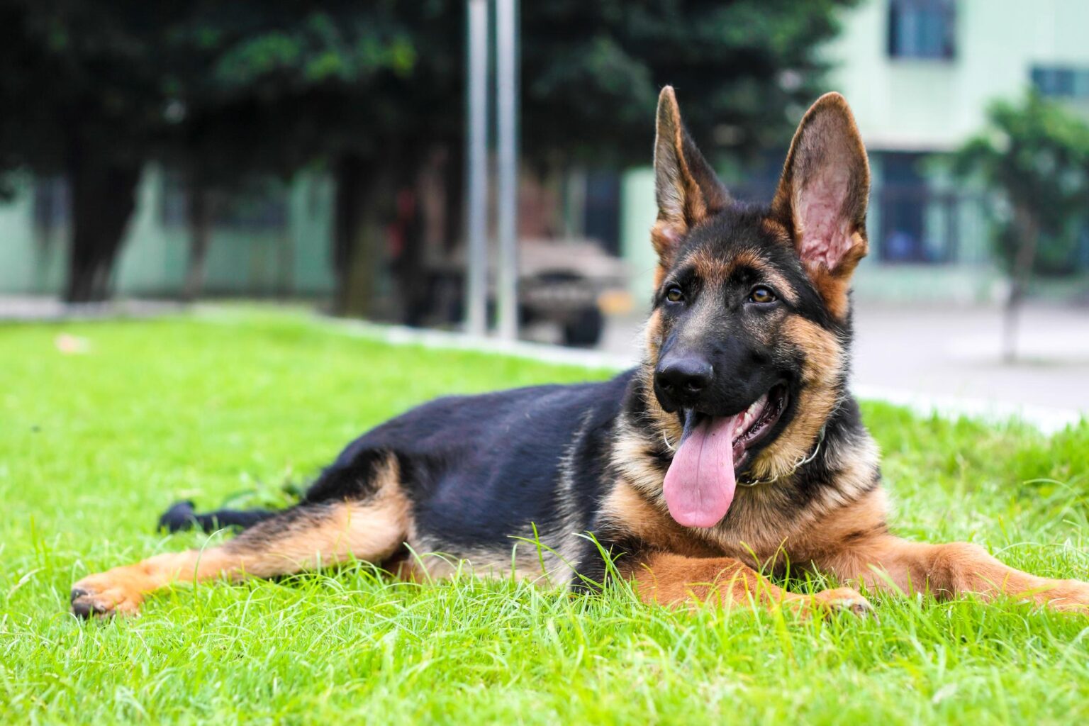 Meet Kaya, The German Shepherd Service Dog That Inspired A Marine Corps ...