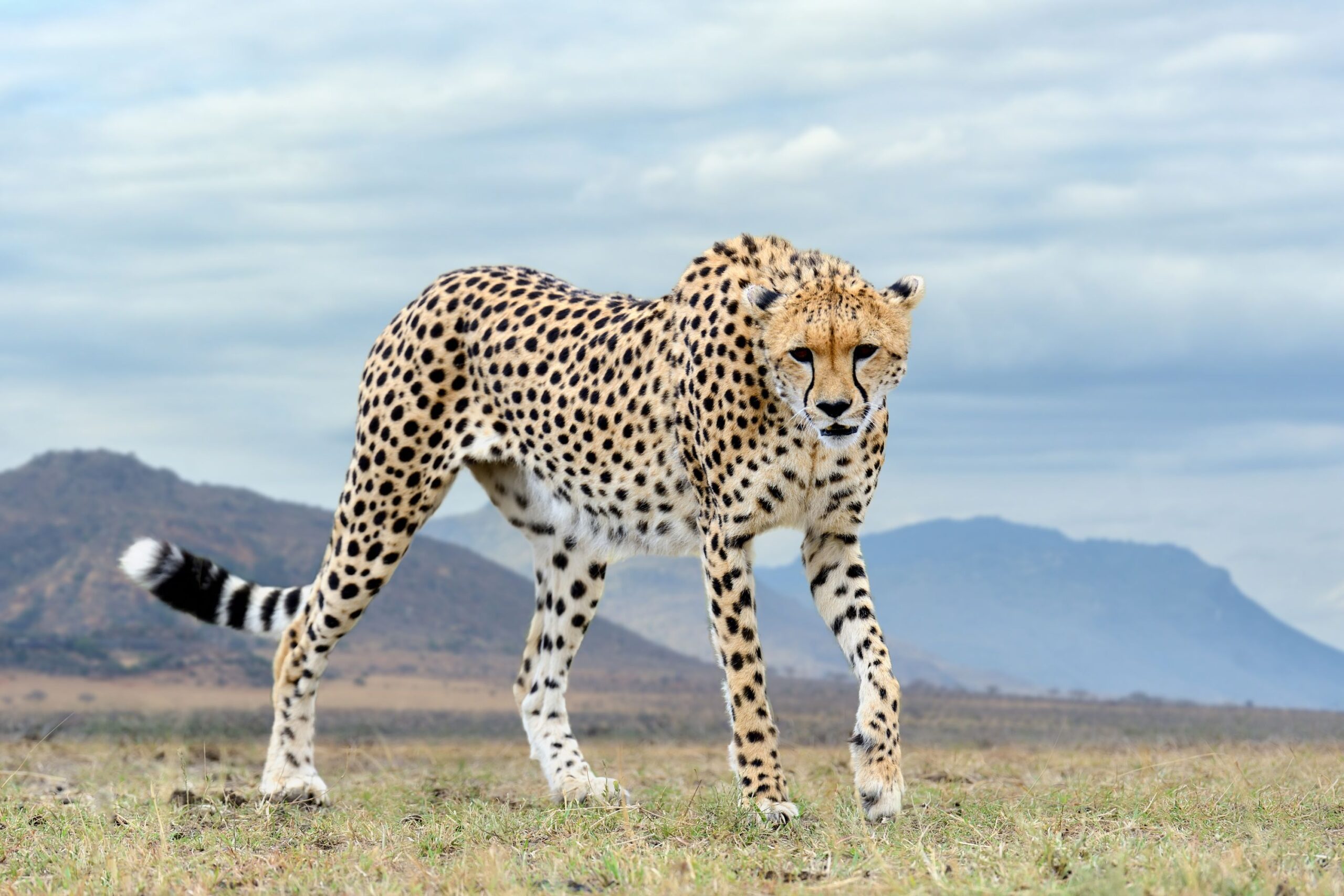Cheetahs Are The Fastest Animals On Land, With The Ability To Reach Up ...