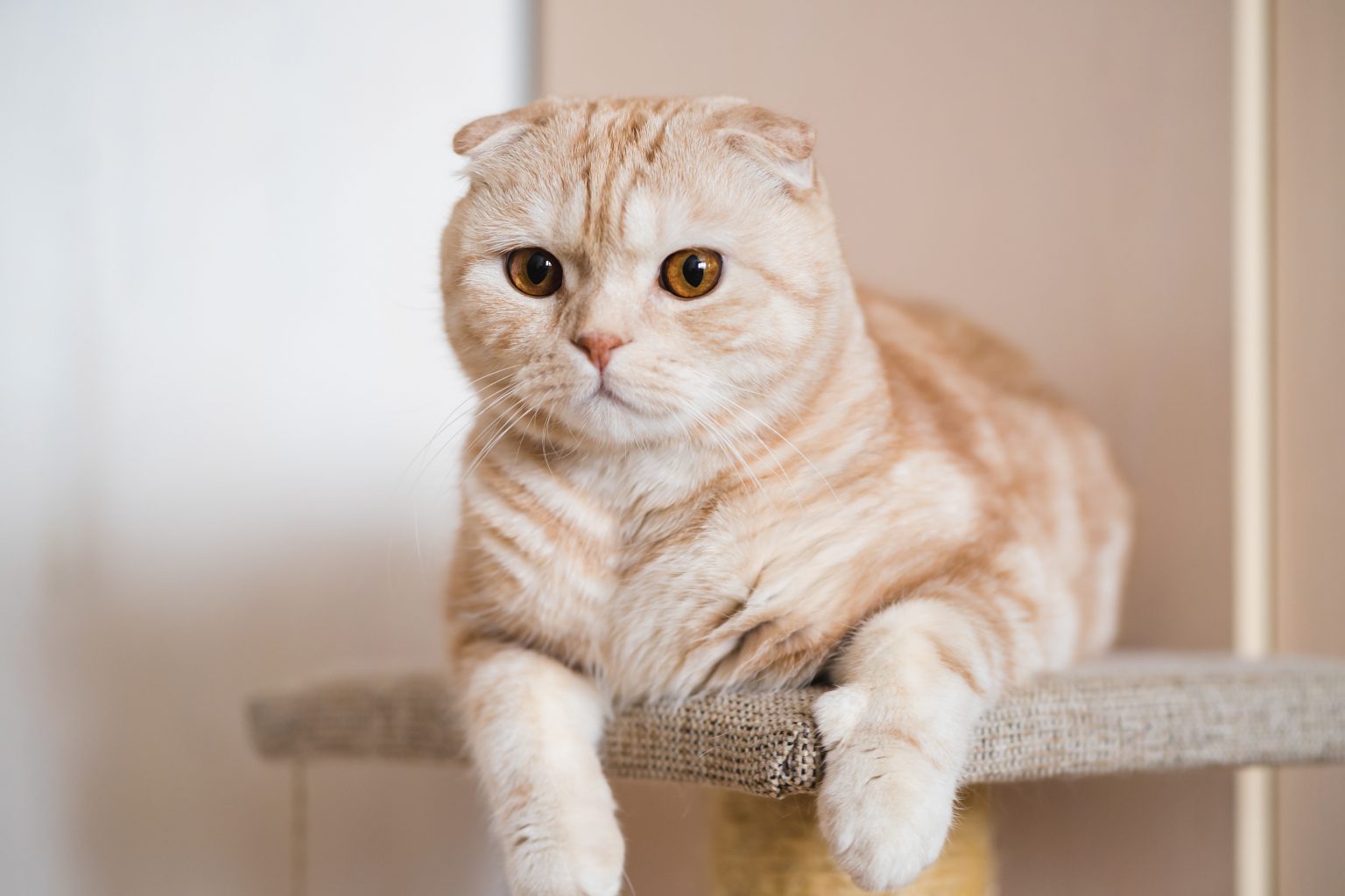 Meet The Scottish Fold, An Adorable And Loving Feline Breed Inspired By ...