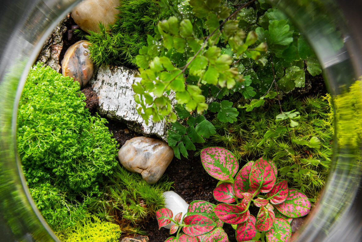 Her Husband Flooded Her Beloved Terrarium And Ruined It, So She ...