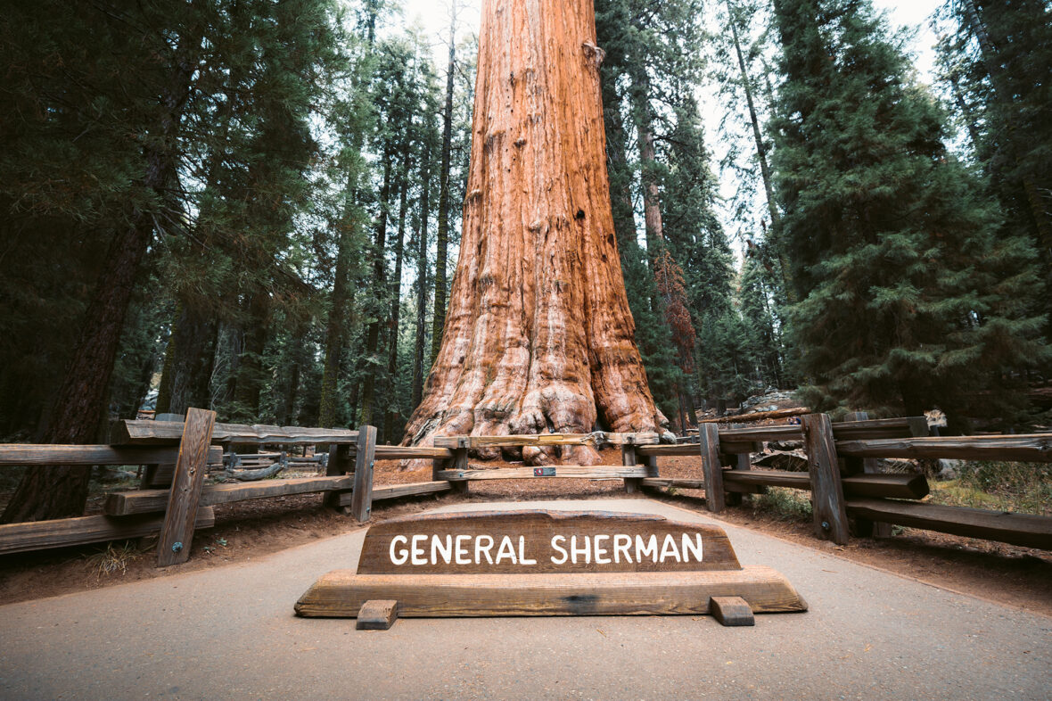 Say Hello To General Sherman: The Biggest Tree The World Has Ever Seen ...