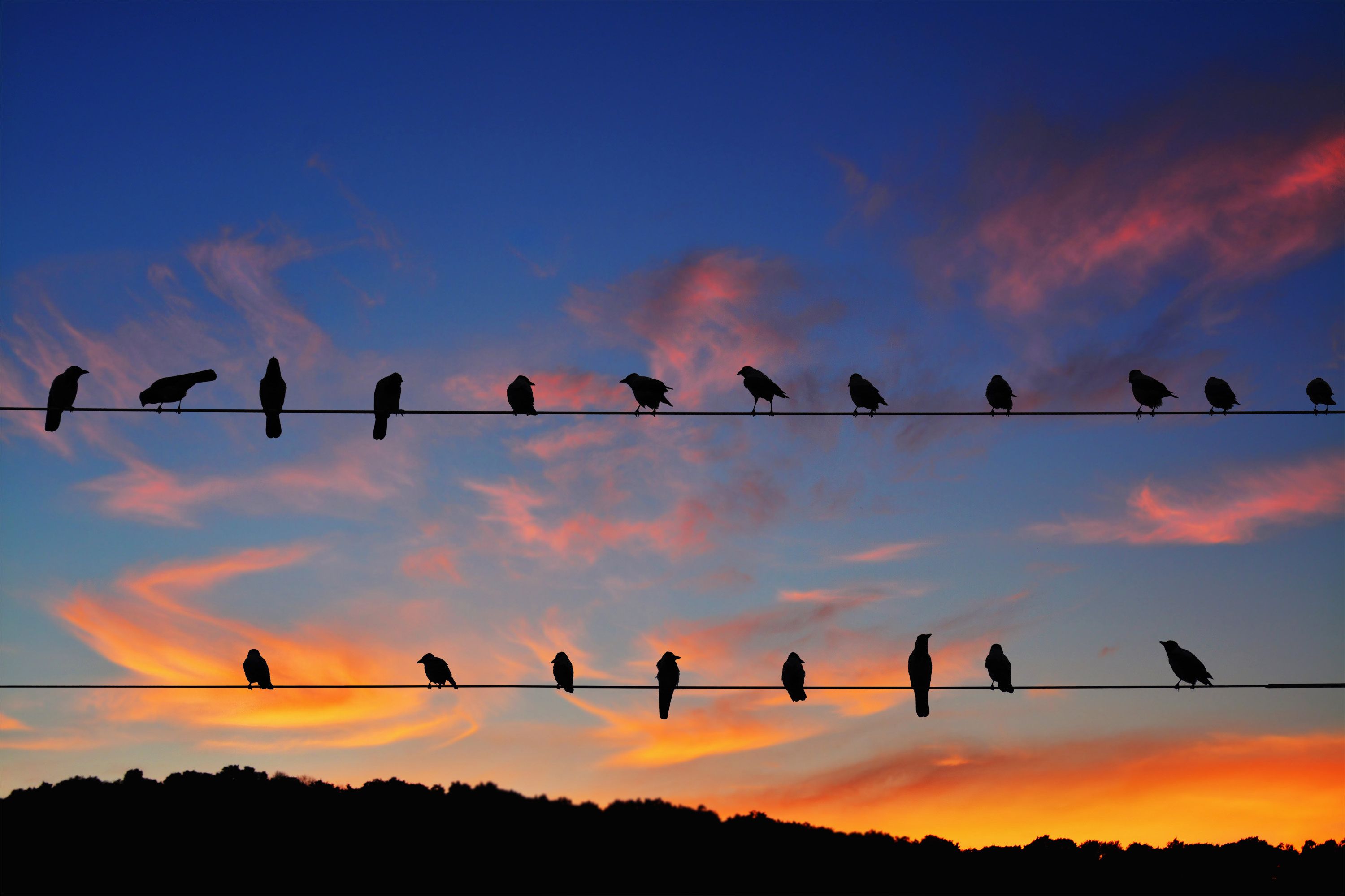 Bird Populations Are Rapidly Declining, With 3 Billion Birds In North ... Bird Populations Are Rapidly Declining, With 3 Billion Birds In North ...