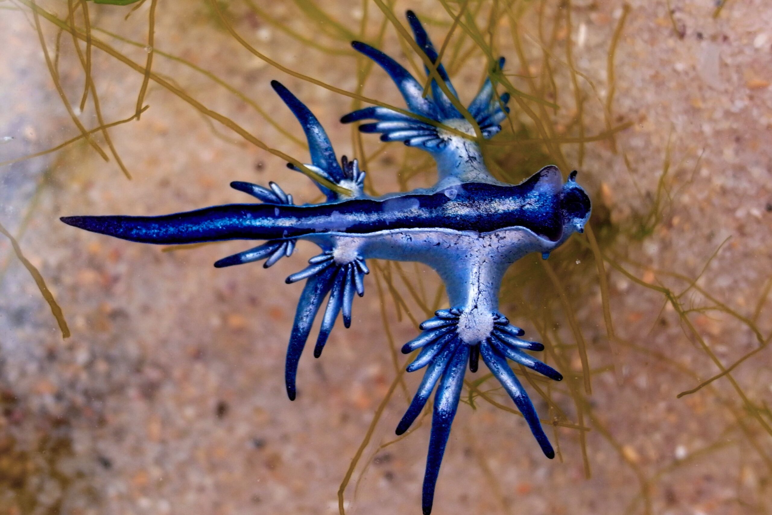 Beware Of Blue Dragon Sea Slugs Washing Up On The Shores Of Texas ... Beware Of Blue Dragon Sea Slugs Washing Up On The Shores Of Texas ...