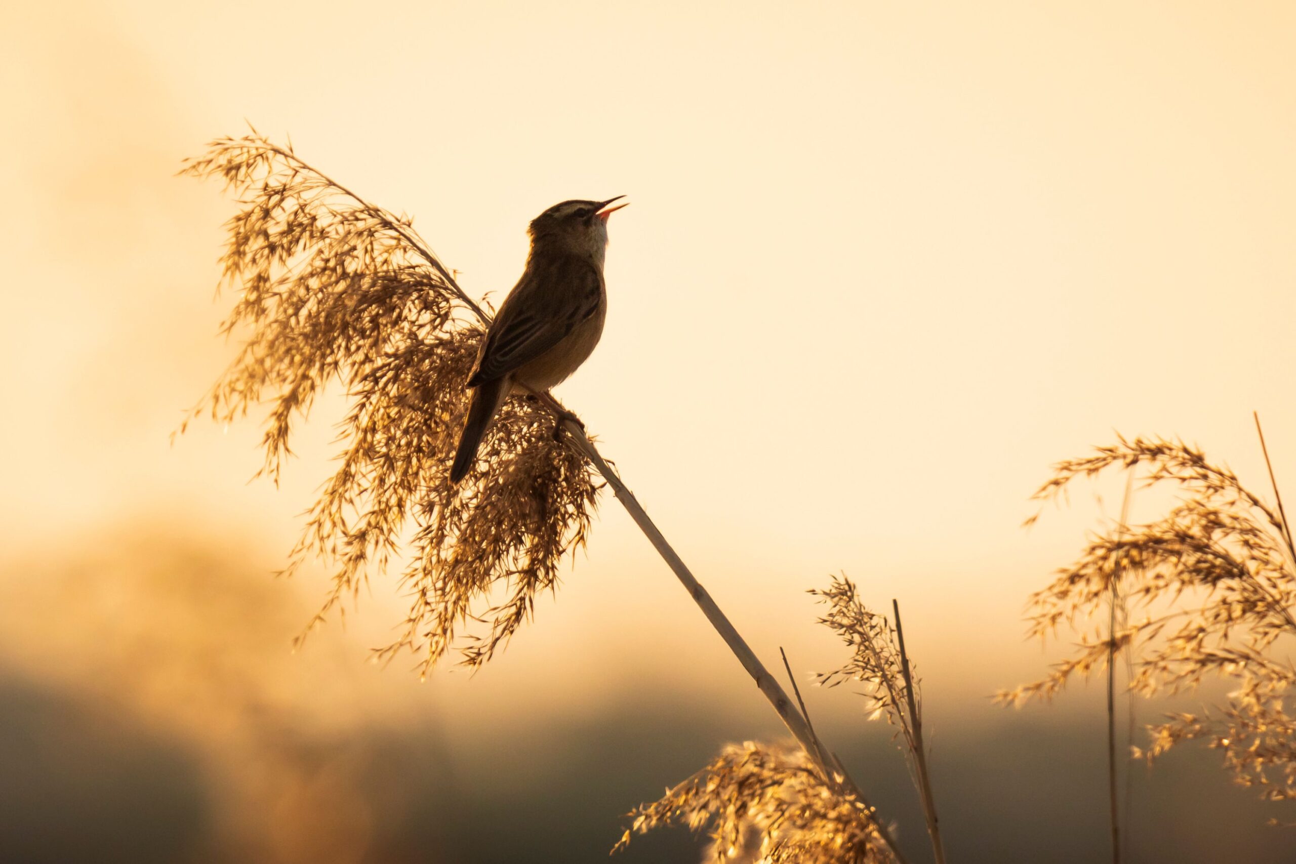 If You’ve Ever Wondered Why Birds Sing So Early In The Morning, It’s ...