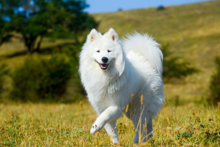 The Salish Wooly Dog Became Extinct In 1940, But New Research Suggests ...