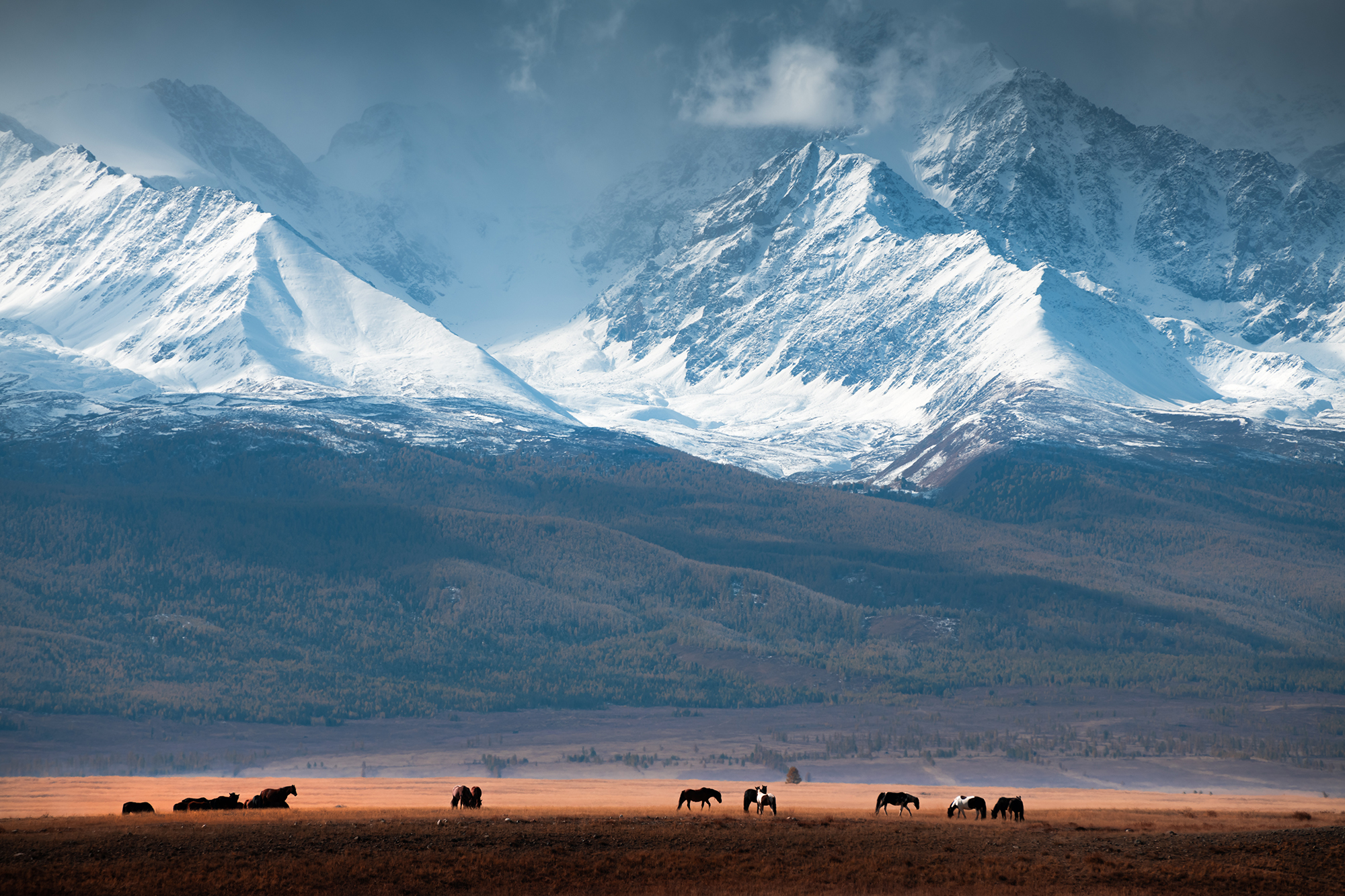 A Woolly Mammoth Graveyard Was Found In Siberia, And Research Suggests ...