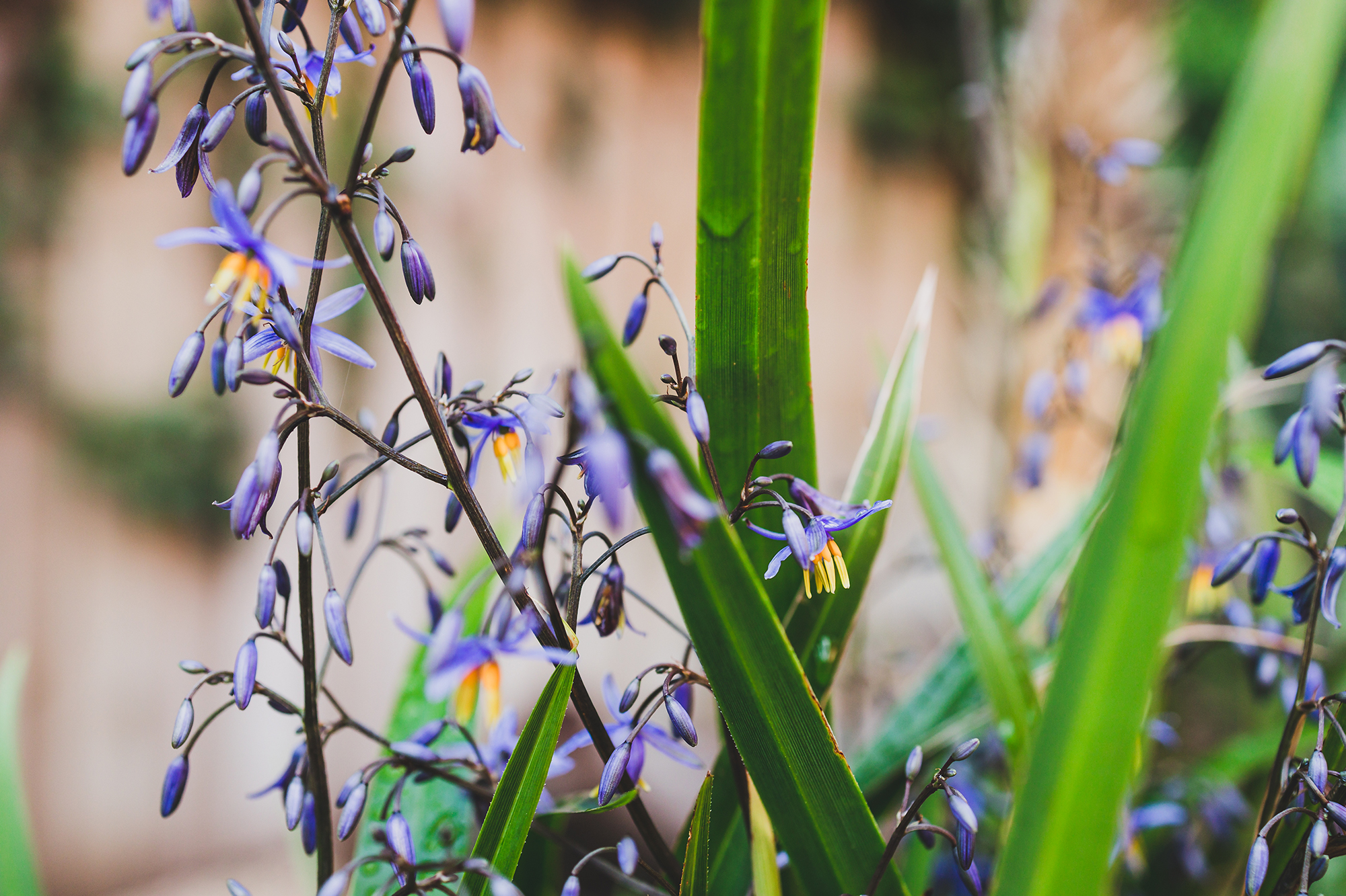 Flax Lilies Are Extremely Low-Maintenance, Deer-Resistant Additions To ...