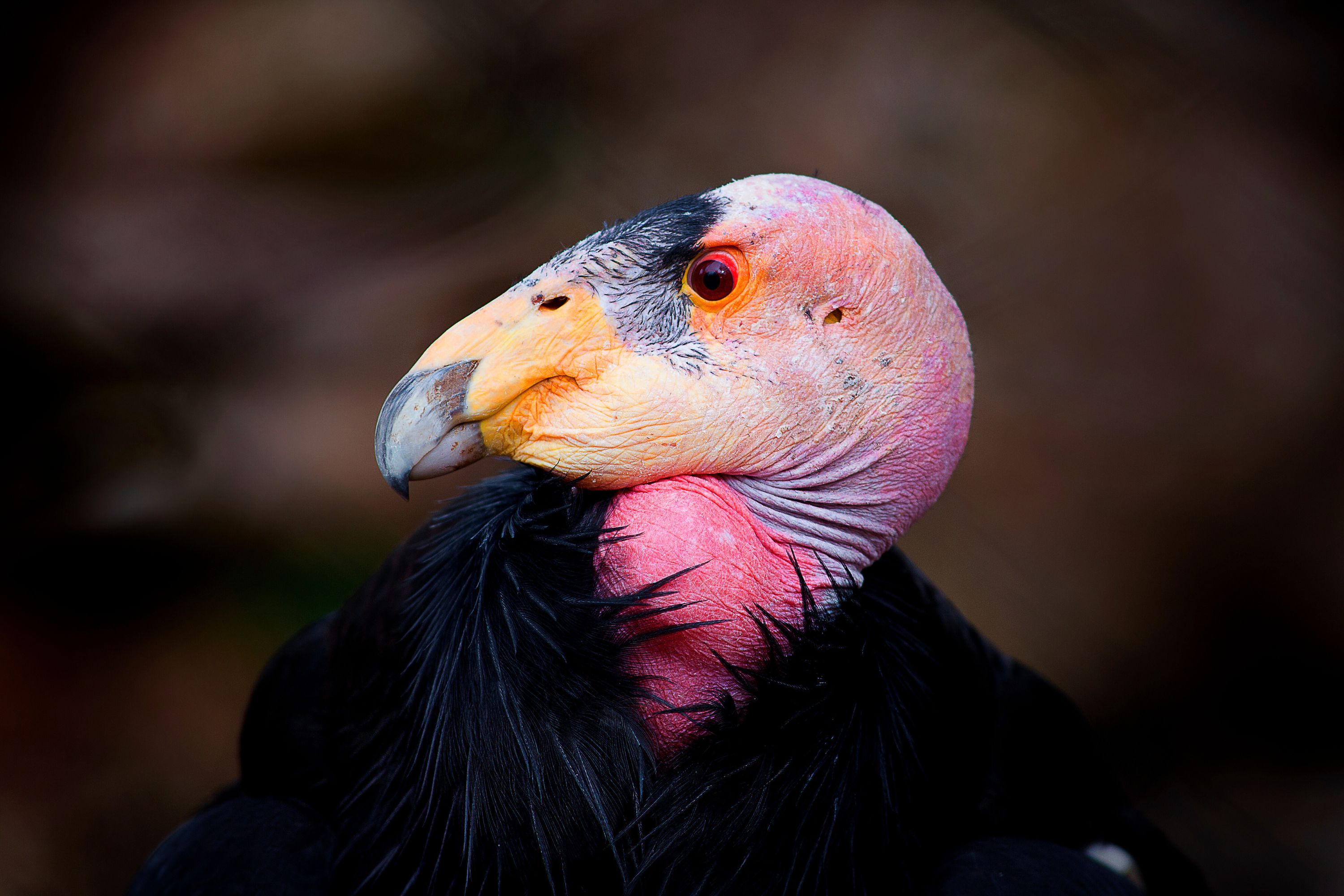 A Sibling Pair Of California Condors In Utah Fell Victim To Lead ...