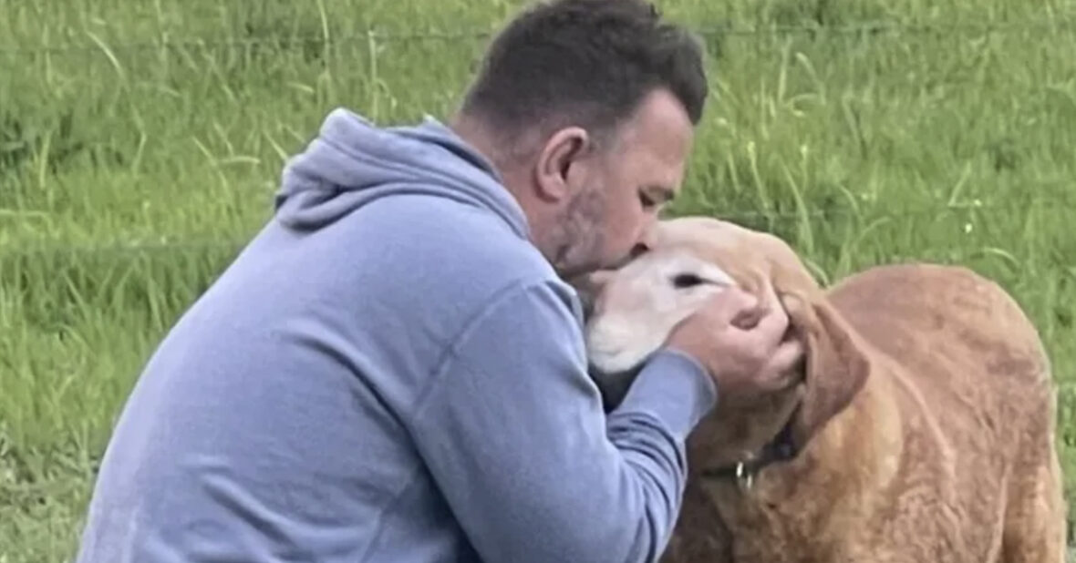 He Says His Elderly Lab Was Euthanized By An Animal Shelter Even Though ...