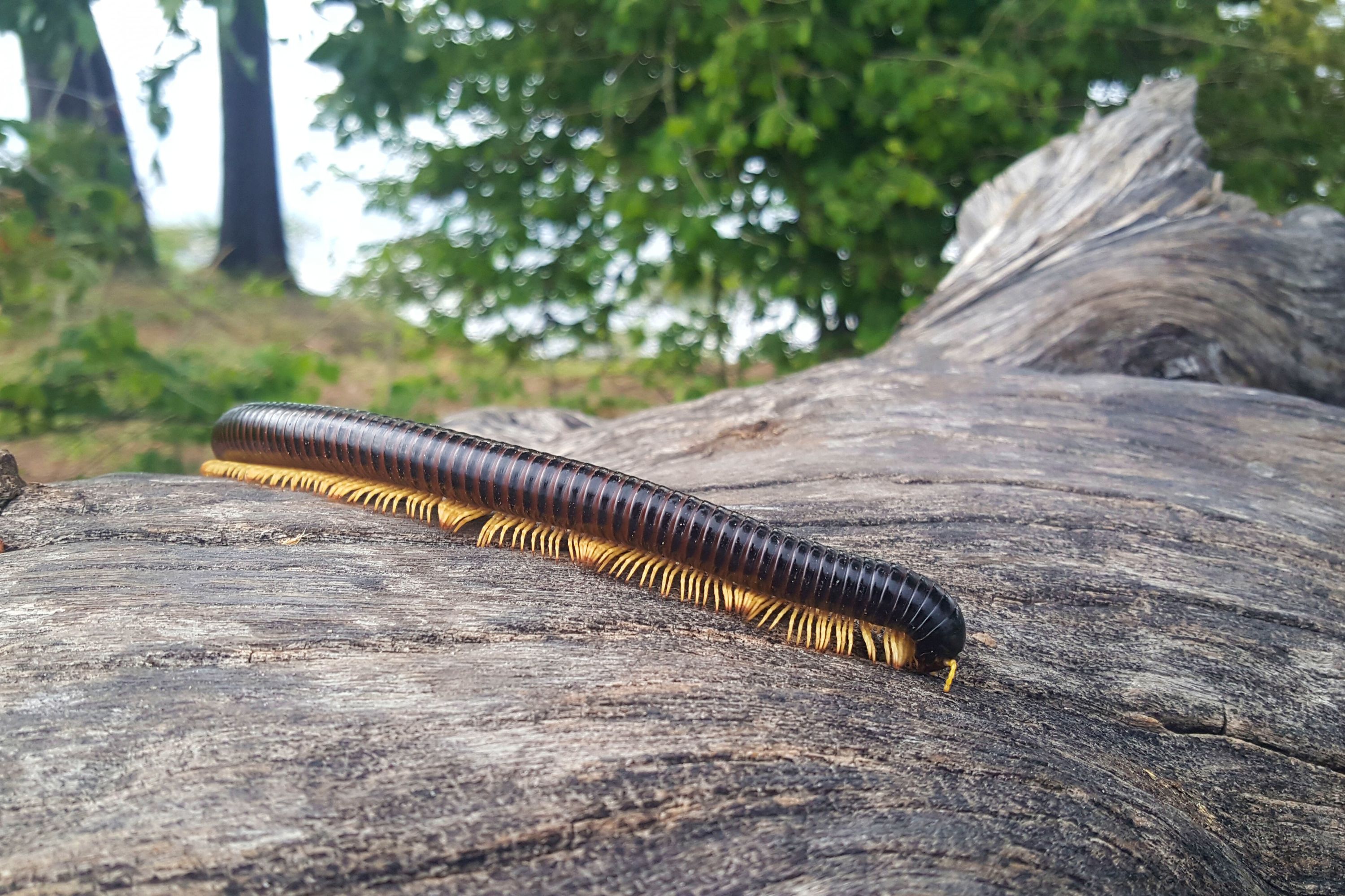 How To Care For A Giant Millipede As A Pet – Chip Chick