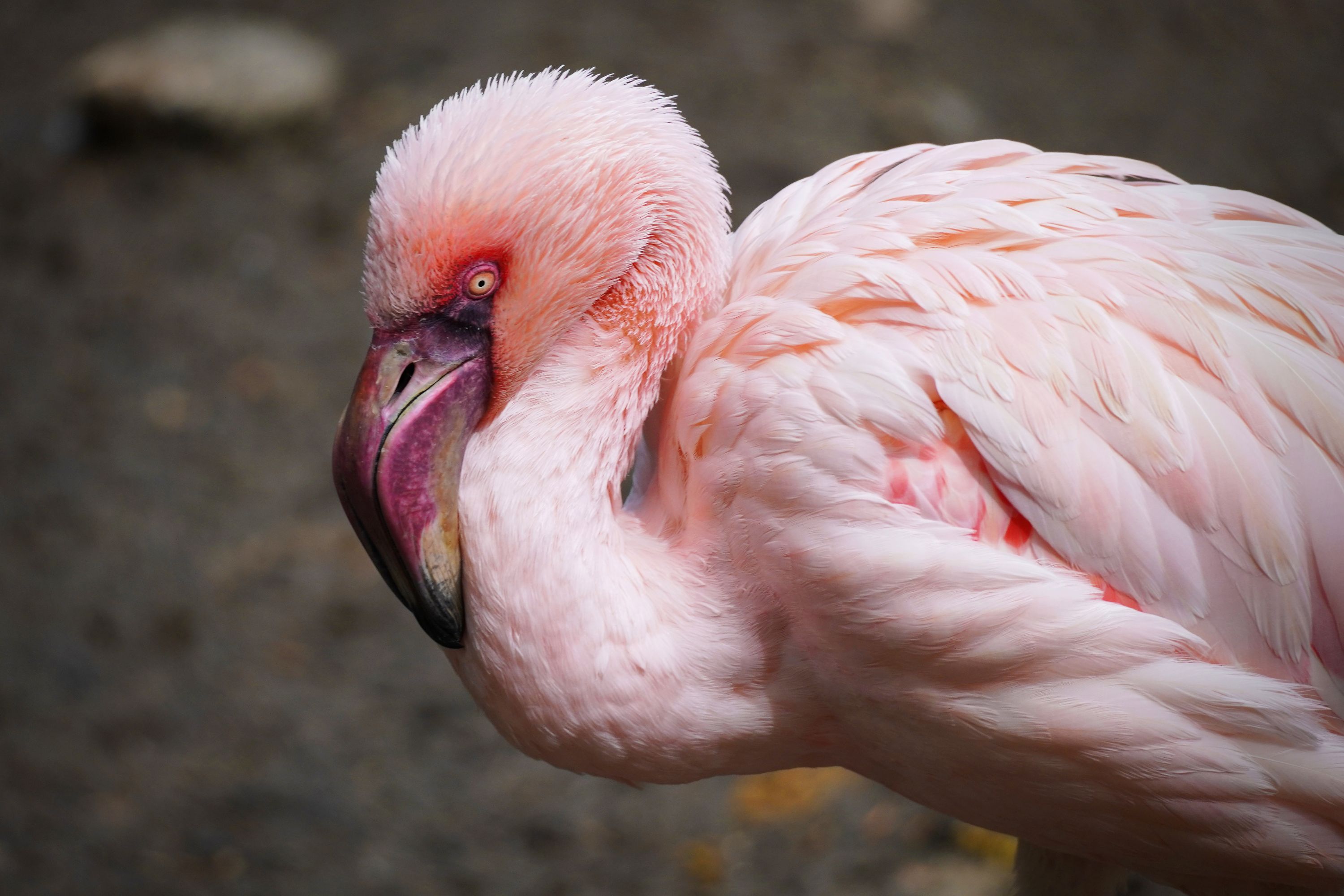 A Pair Of Flamingo Foster Fathers At The San Diego Zoo Safari Park ...