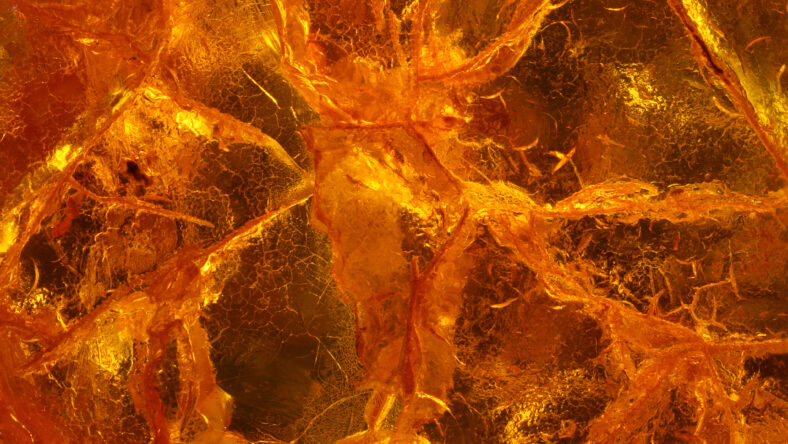 The Largest Amber Preserved Flower Is Roughly 40-Million-Years-Old, And ...