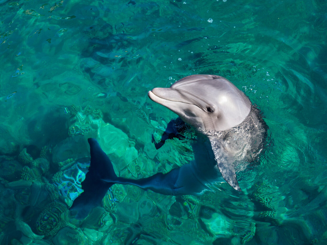 An Eerie Mummified Dolphin Washed Up On A Beach, Leaving Scientists ...
