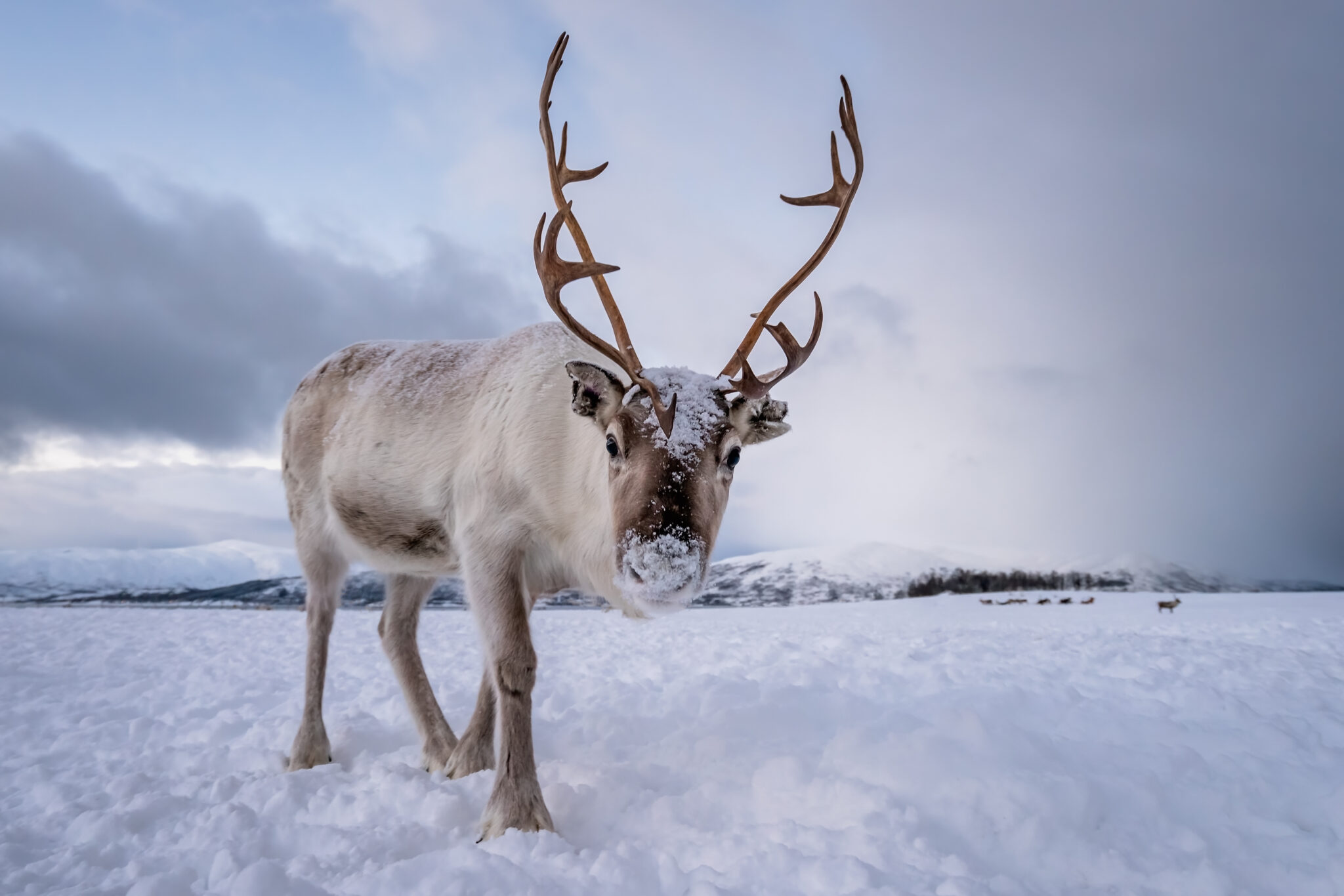 Rudolph May Be A Work Of Fiction, But Reindeer Can Actually Have Red ...