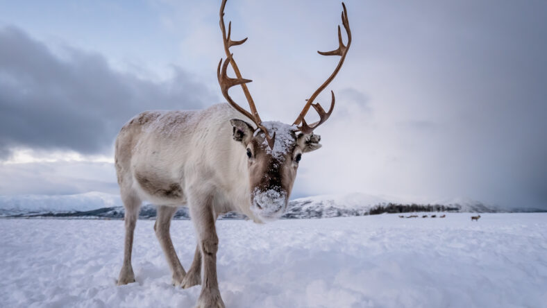 Rudolph May Be A Work Of Fiction, But Reindeer Can Actually Have Red ...
