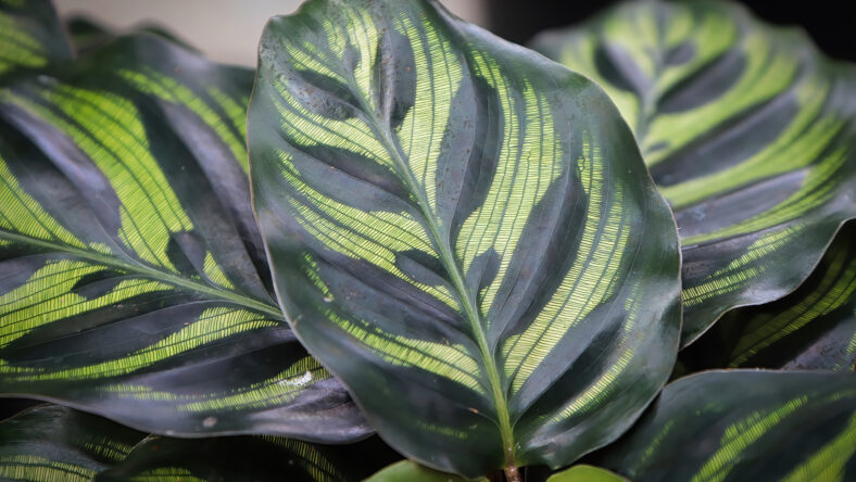 How You Can Care For A Calathea, Which Is Famous For The Striking ...