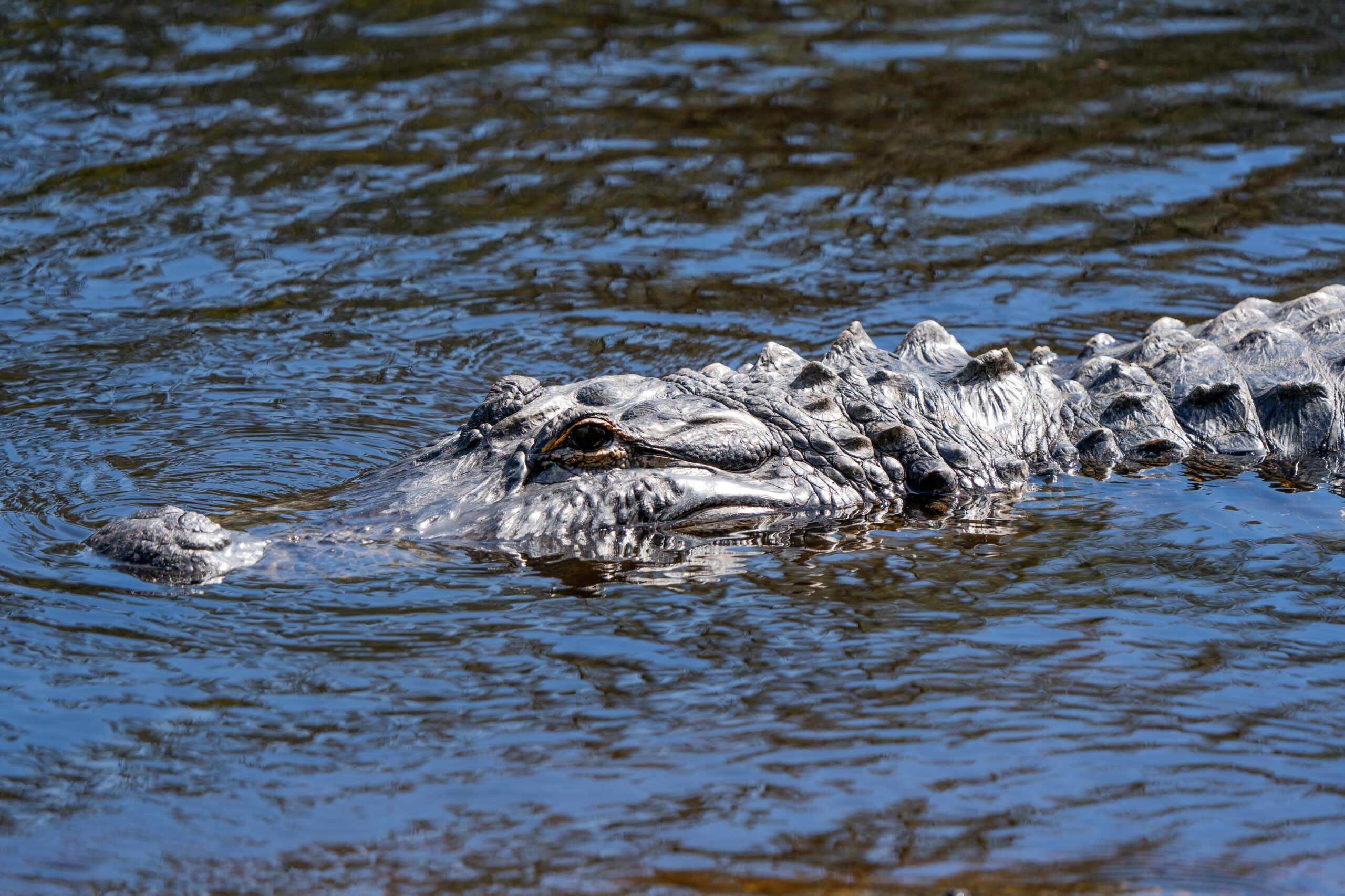 Are Crocodiles In Indonesia Pretending To Drown To Coax People Into The ...