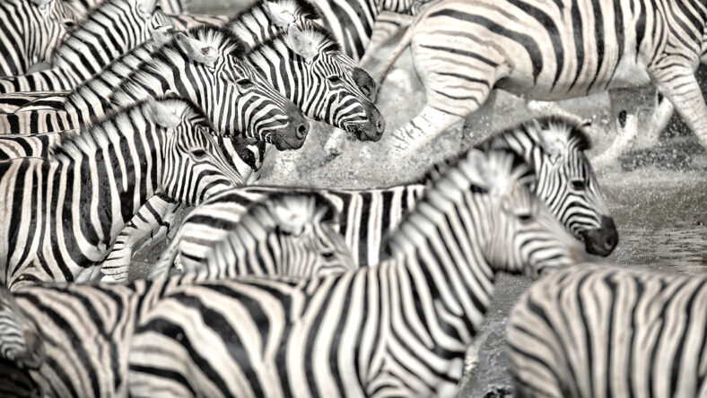 Why World War I Ships Were Painted Like Zebras, And Whether It Actually ...