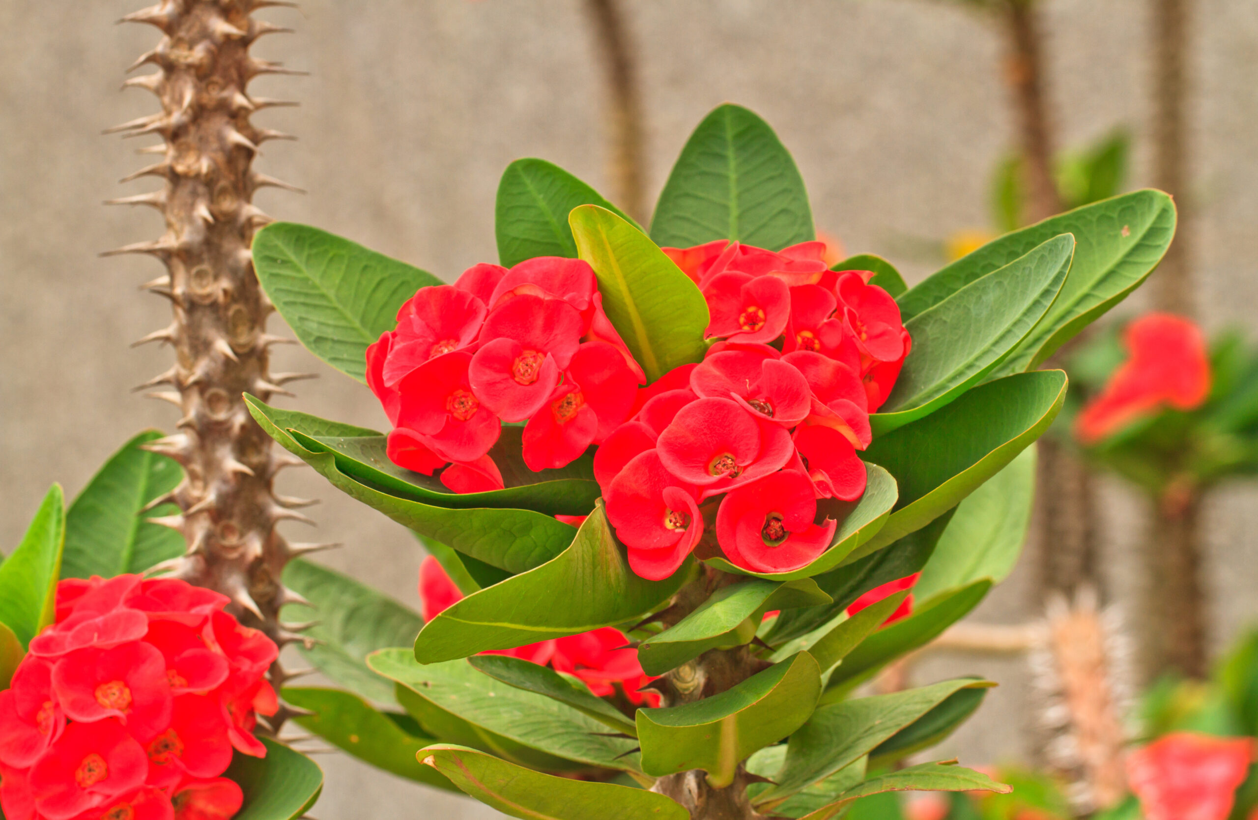 How To Care For A Crown Of Thorns, Which Is Said To Bring You Good Luck ...