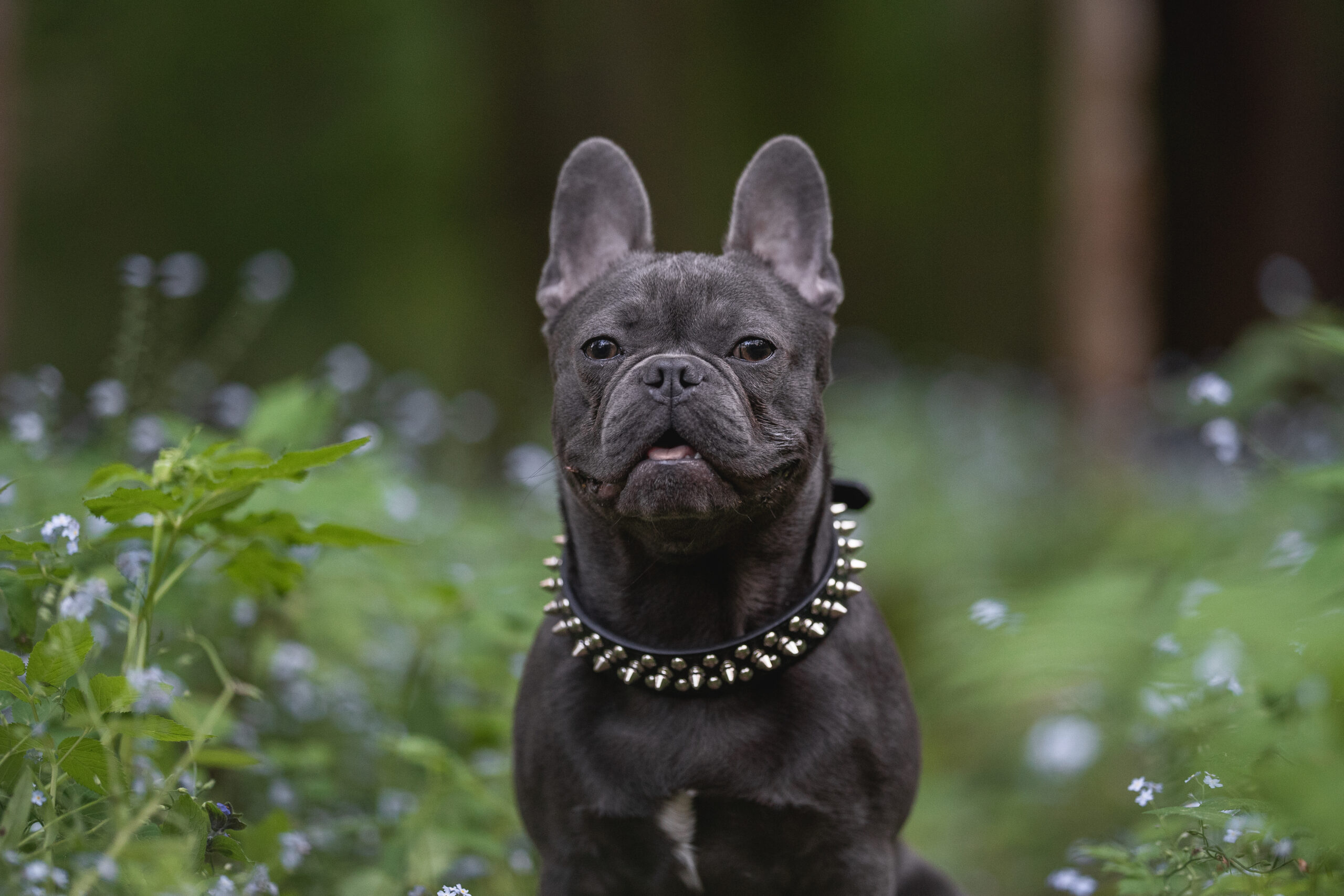 Everything You Need To Know About The French Bulldog - Everything You ...