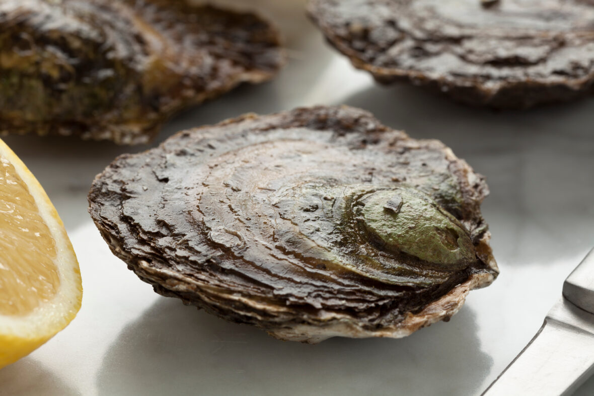 European Oysters Are Rare Outside Of Upscale Restaurants After Their ...