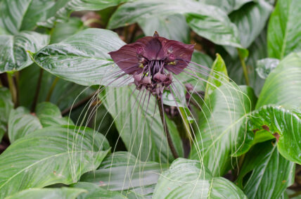 How To Care For A Bat Flower, Which Is Sure To Add A Touch Of Mystery ...