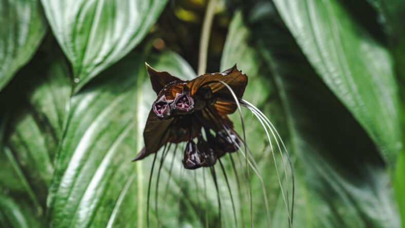 How To Care For A Bat Flower, Which Is Sure To Add A Touch Of Mystery ...