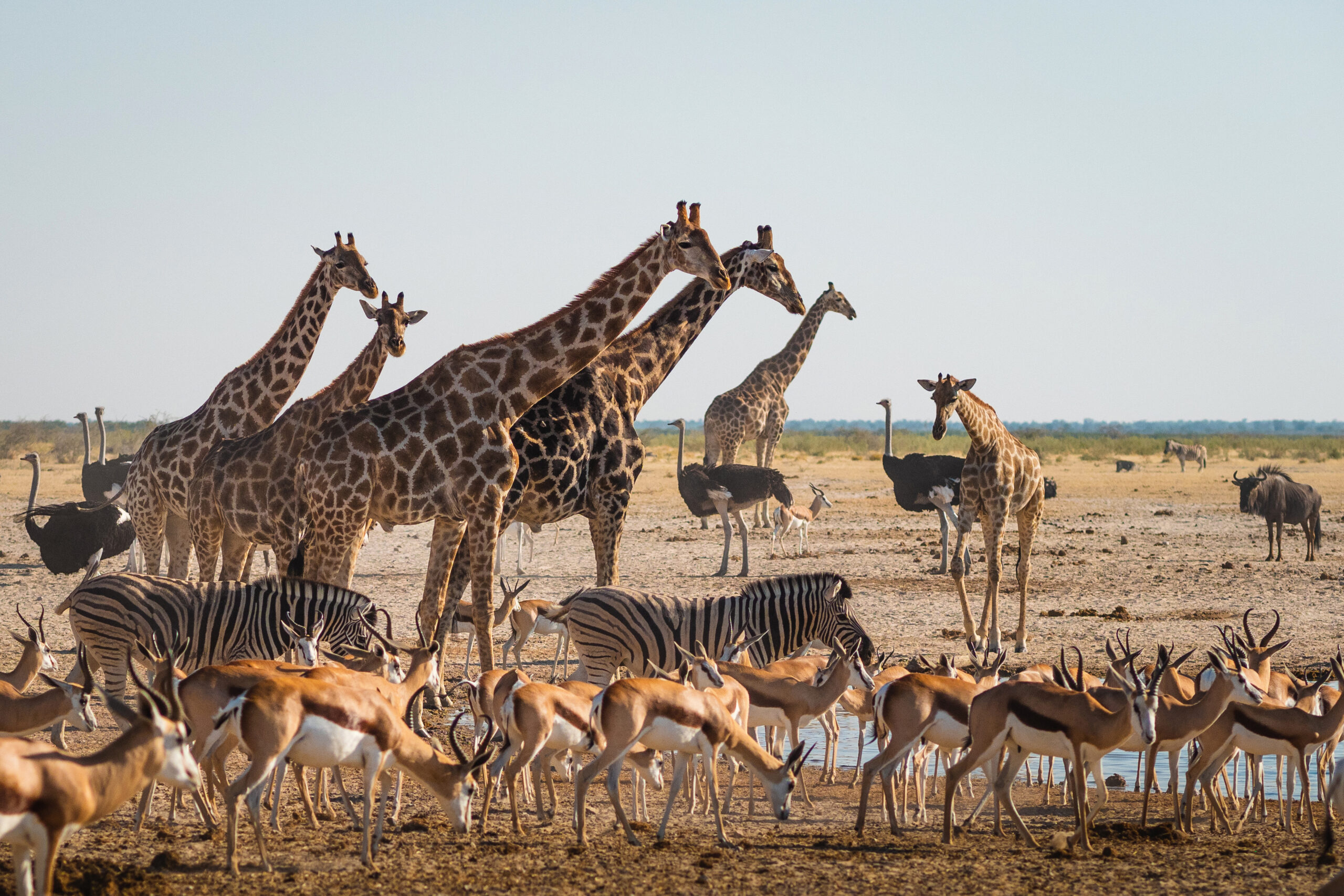 Severe Shifts In Oxygen Helped Animal Diversity Boom Half A Billion ...