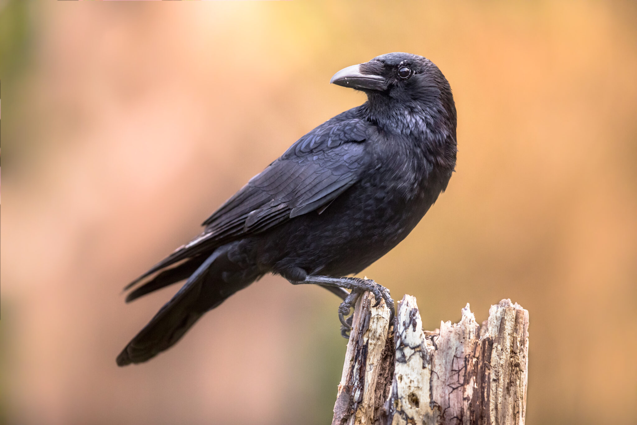 Crows Understand Basic Geometry And Can Tell The Difference Between ...