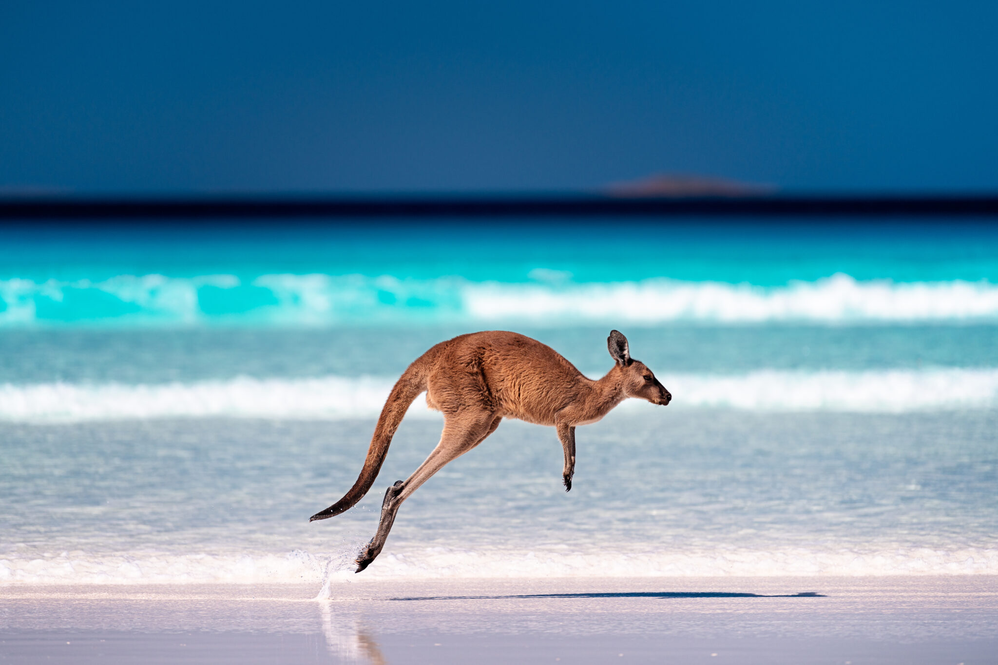 Prehistoric Kangaroos Died Out After Their Rainforest Habitat ...