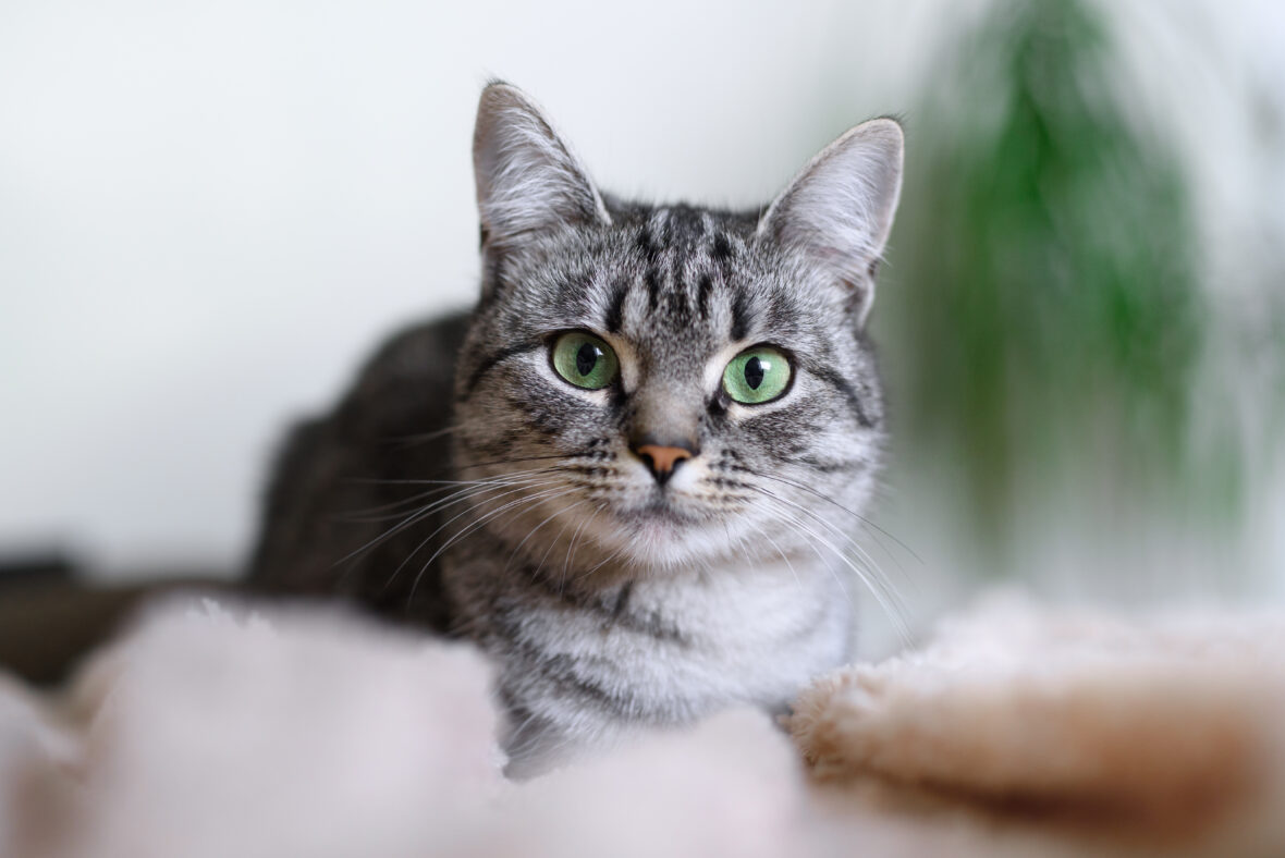 7 Kid-Friendly Cat Breeds - Chip Chick