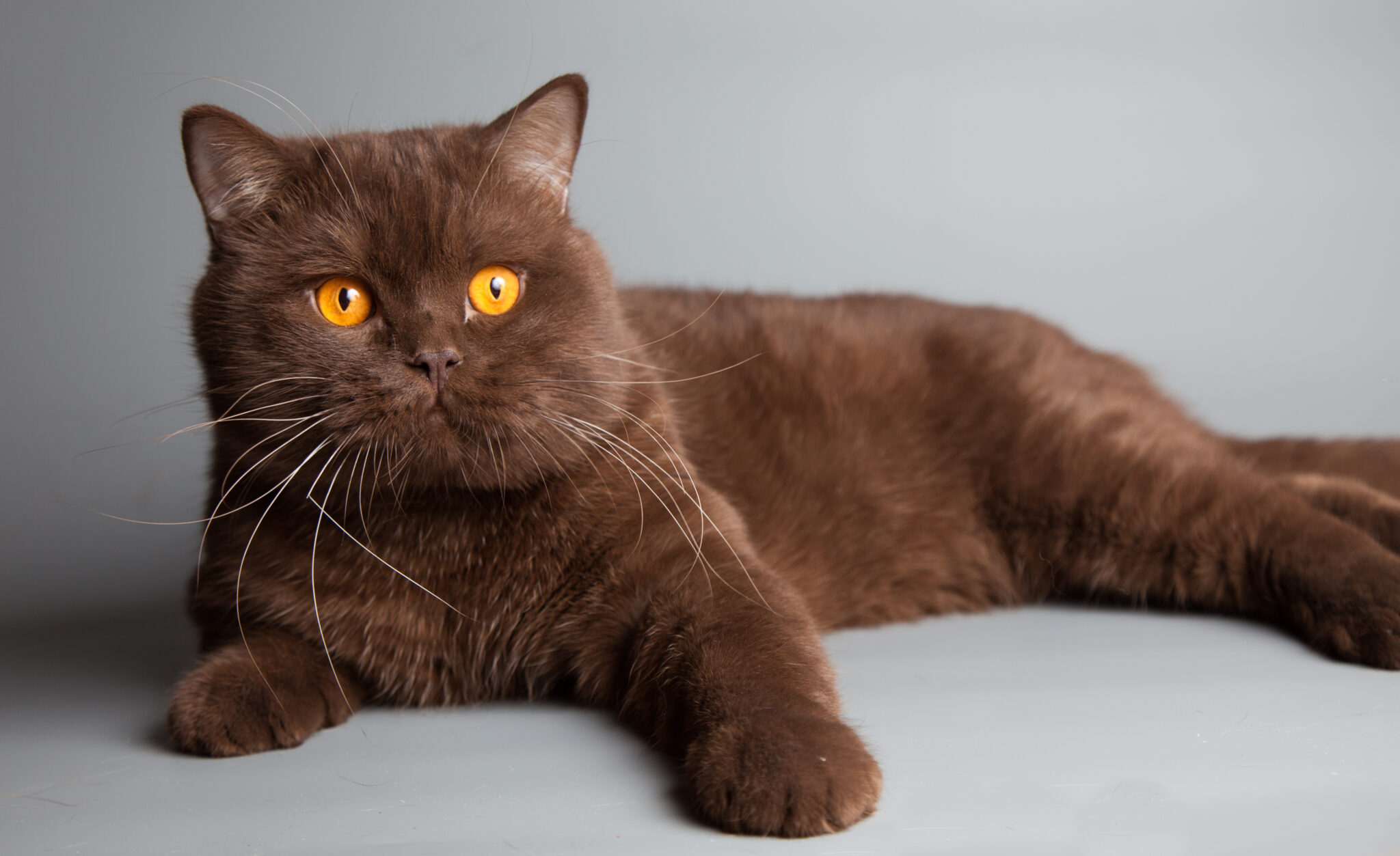 7 Cat Breeds With Smushed Faces - Chip Chick