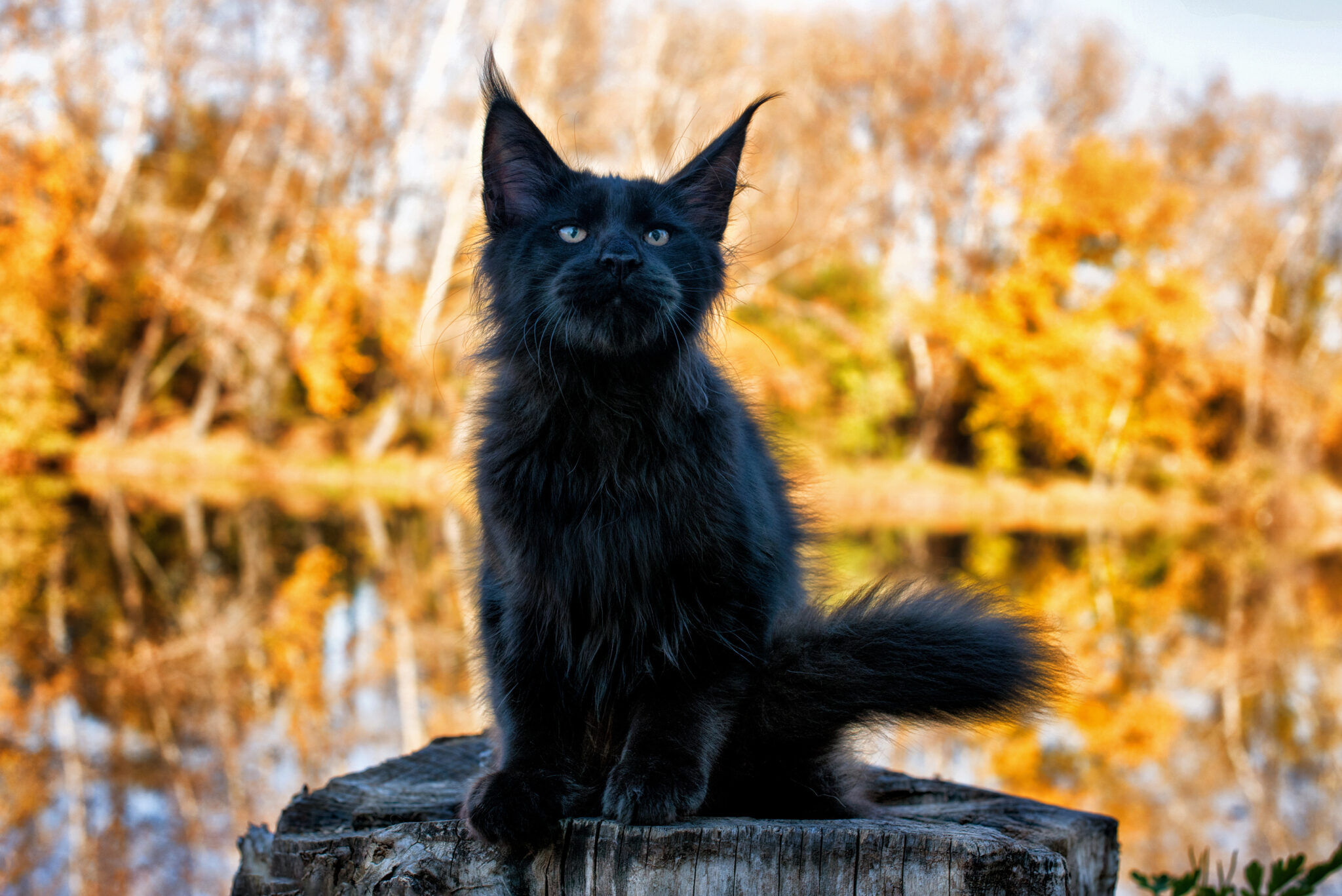 7 Kid-Friendly Cat Breeds - Chip Chick