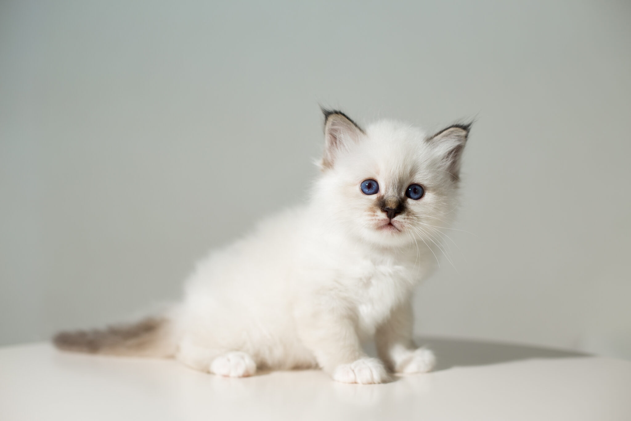 7 Kid-Friendly Cat Breeds - Chip Chick