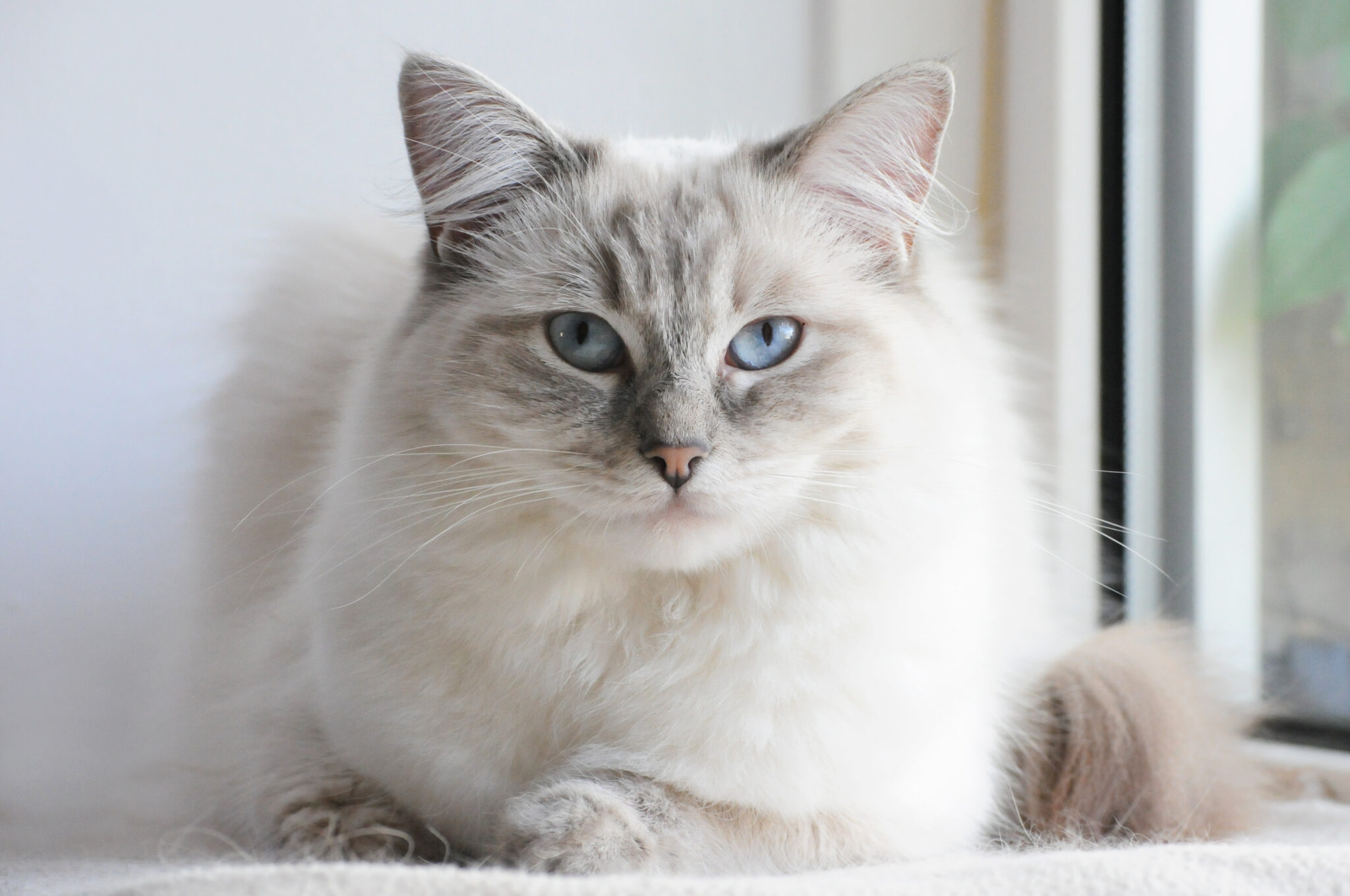 7 Kid-Friendly Cat Breeds - Chip Chick