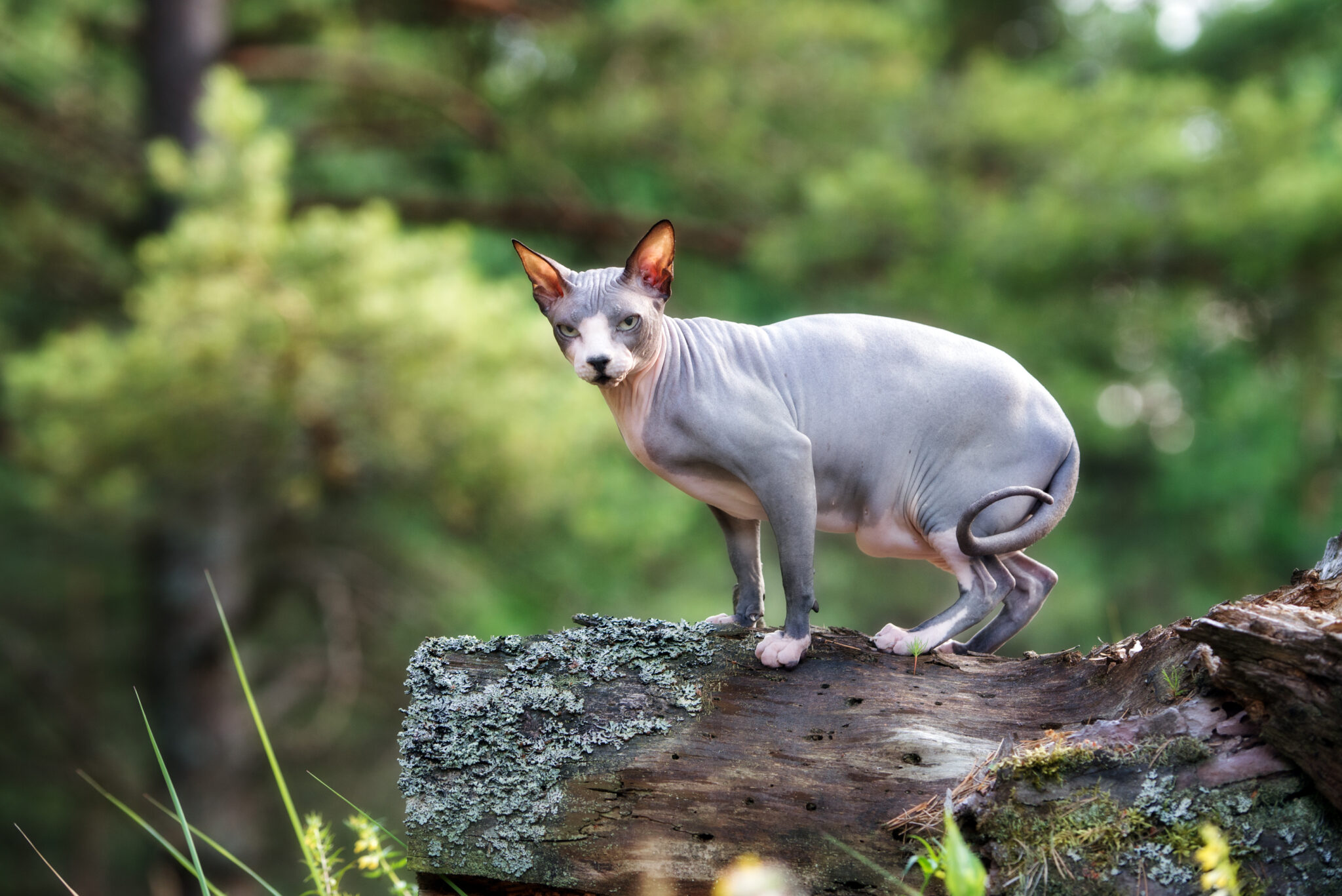 7 Hairless Cat Breeds That Bring The Bald Charm - Chip Chick