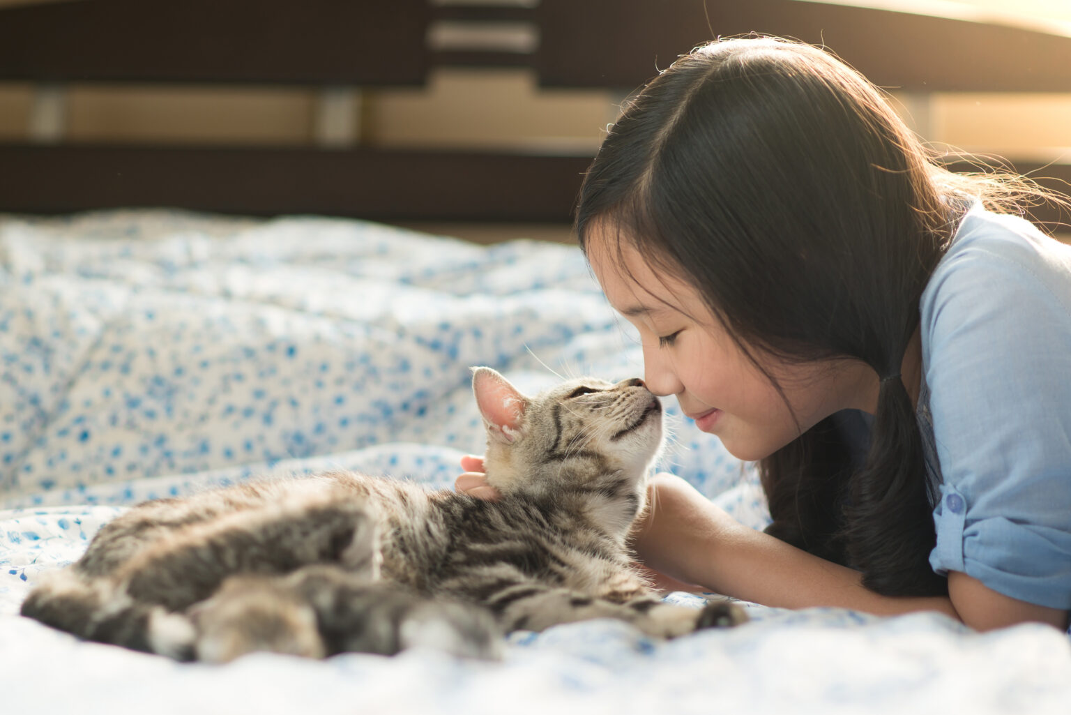 7 Kid-Friendly Cat Breeds - Chip Chick