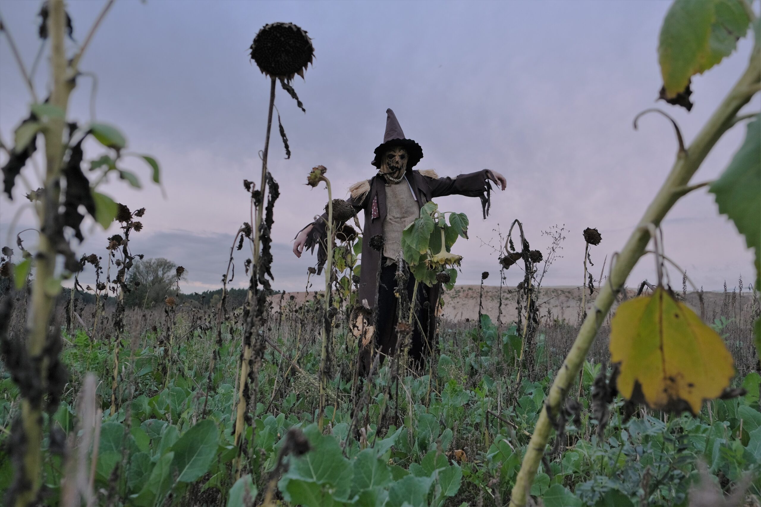 She Did The Man In The Fields Ritual And Now A Scarecrow Is Following ...