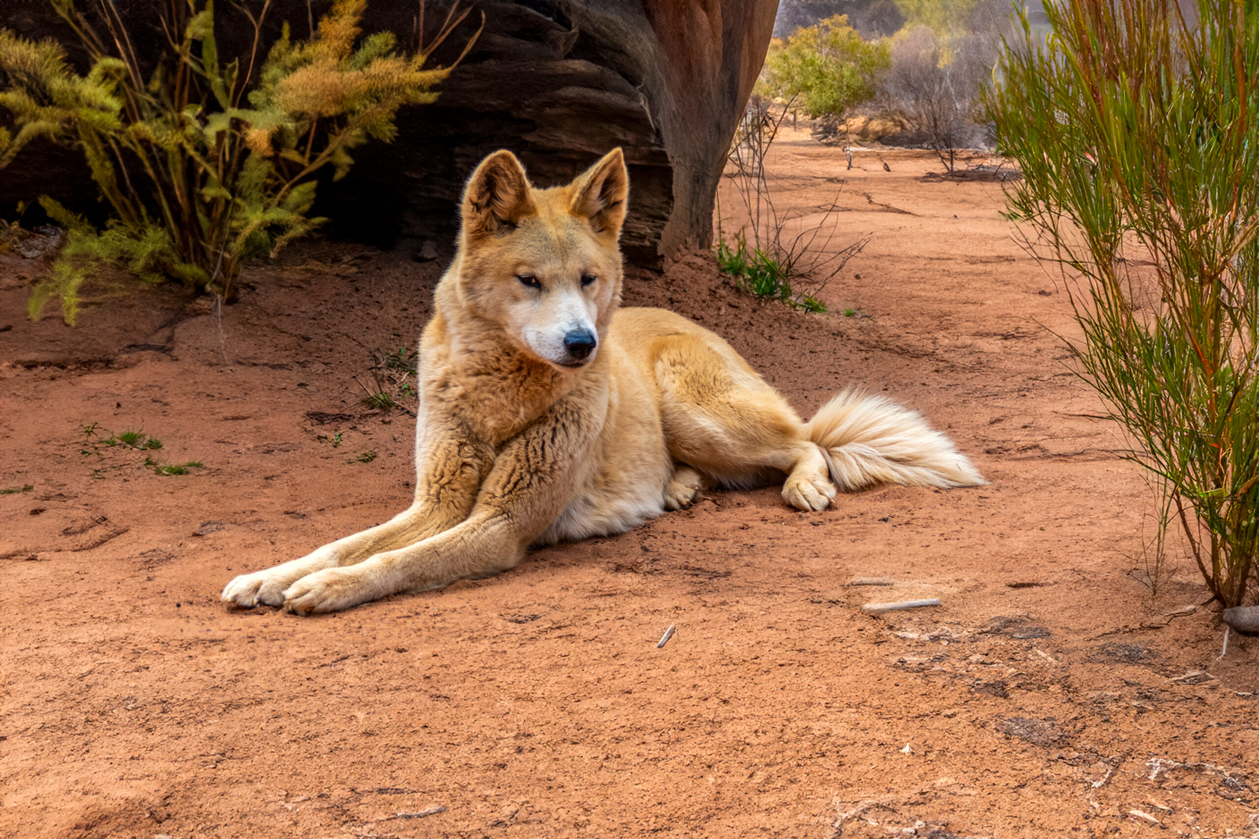 Her Jacket Helped Prove That A Dingo Ate Her Baby And She Wasn't Guilty ...