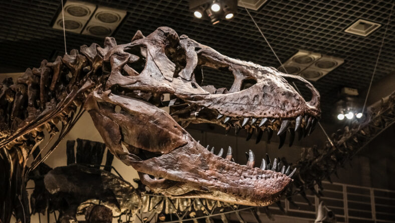 A New Study Of T. Rex Bones Suggests They May Have Lived Longer Than ...
