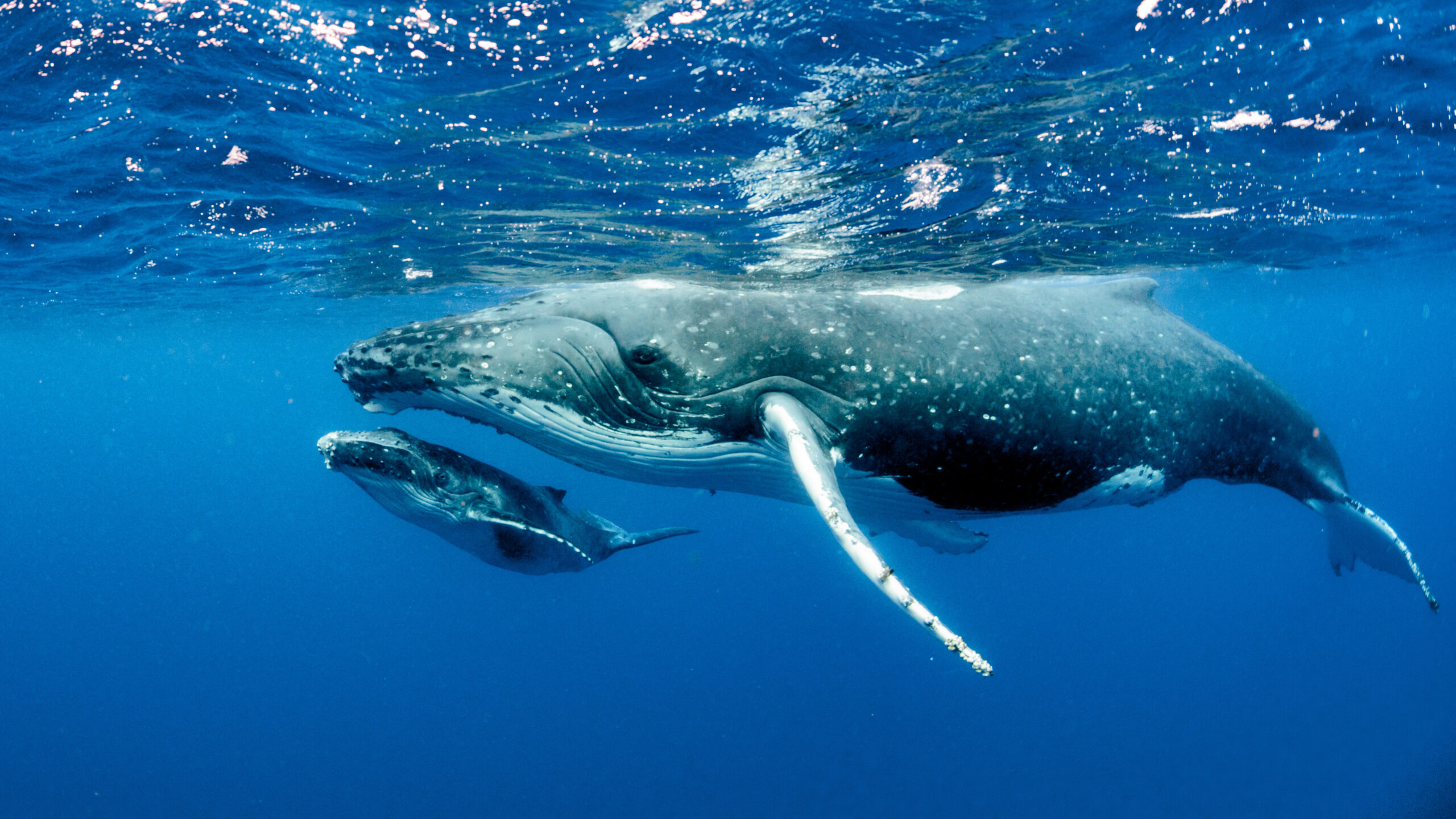 Whales Are Sharing Their Food Due To Less Fish Being Available For Them ...