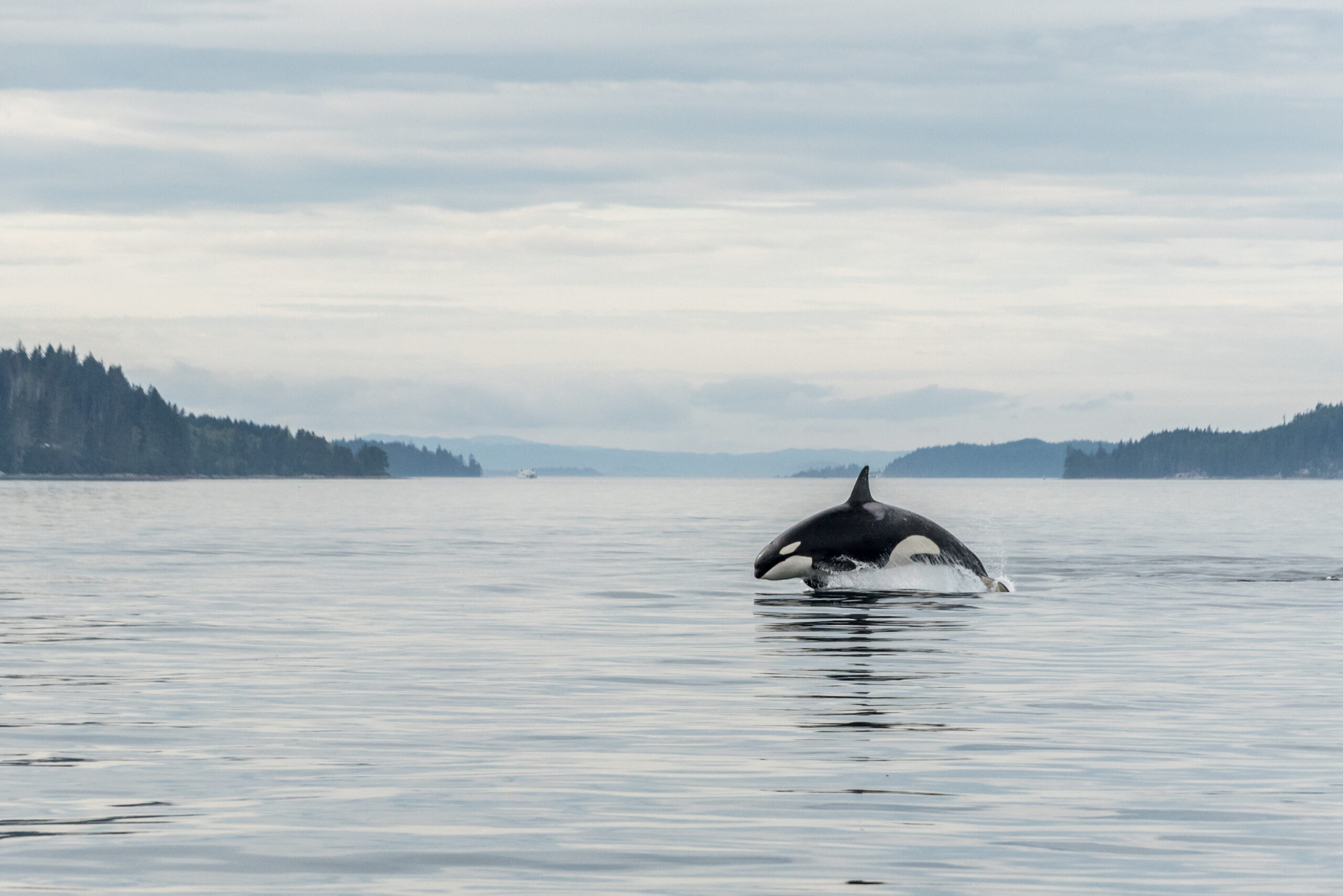 Orca Fins With Signs Of Cannibalism Are Washing Up On A Beach, Which ...