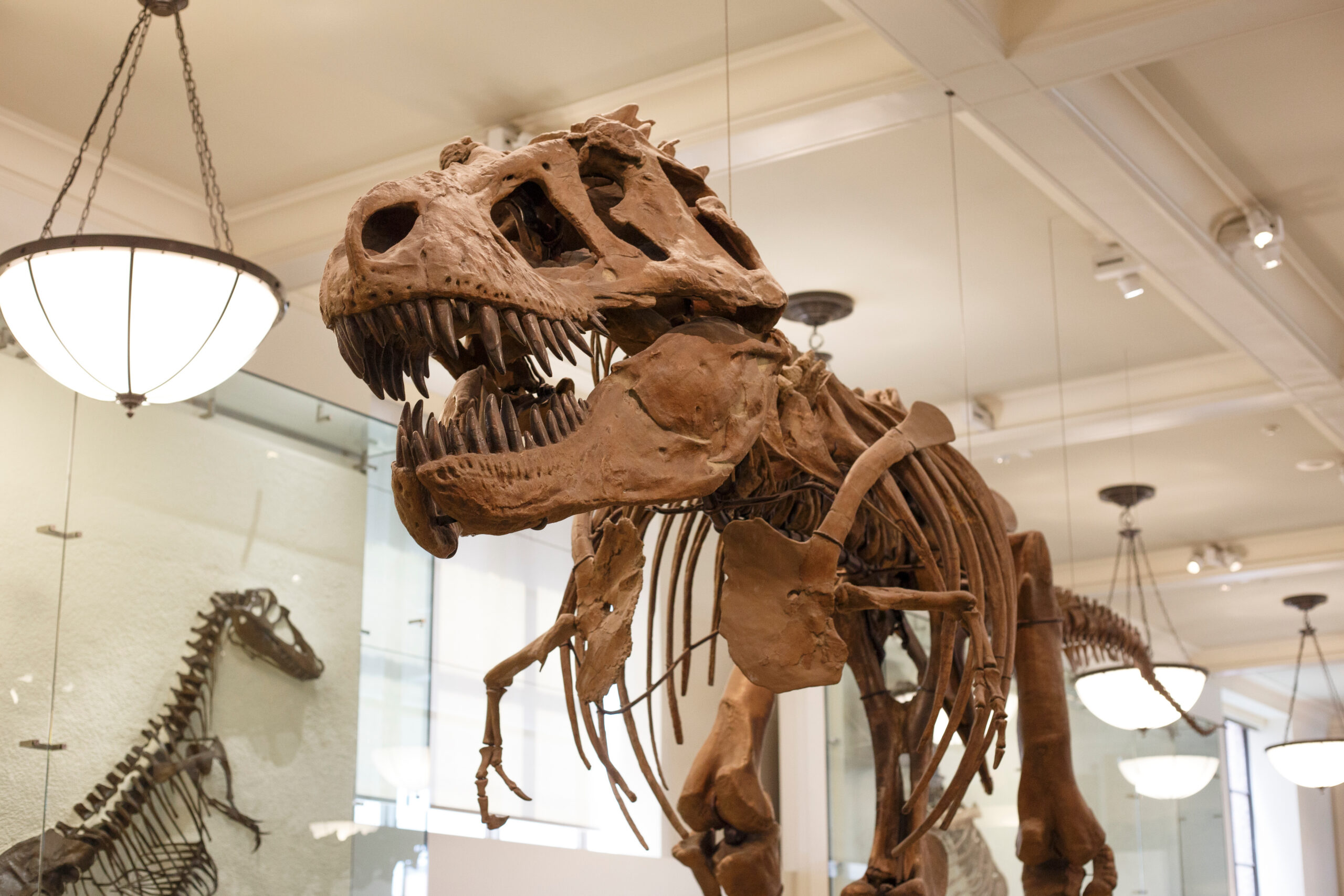 Tyrannosaurus Rex Might Have Tiptoed Everywhere Instead Of Stomping ...